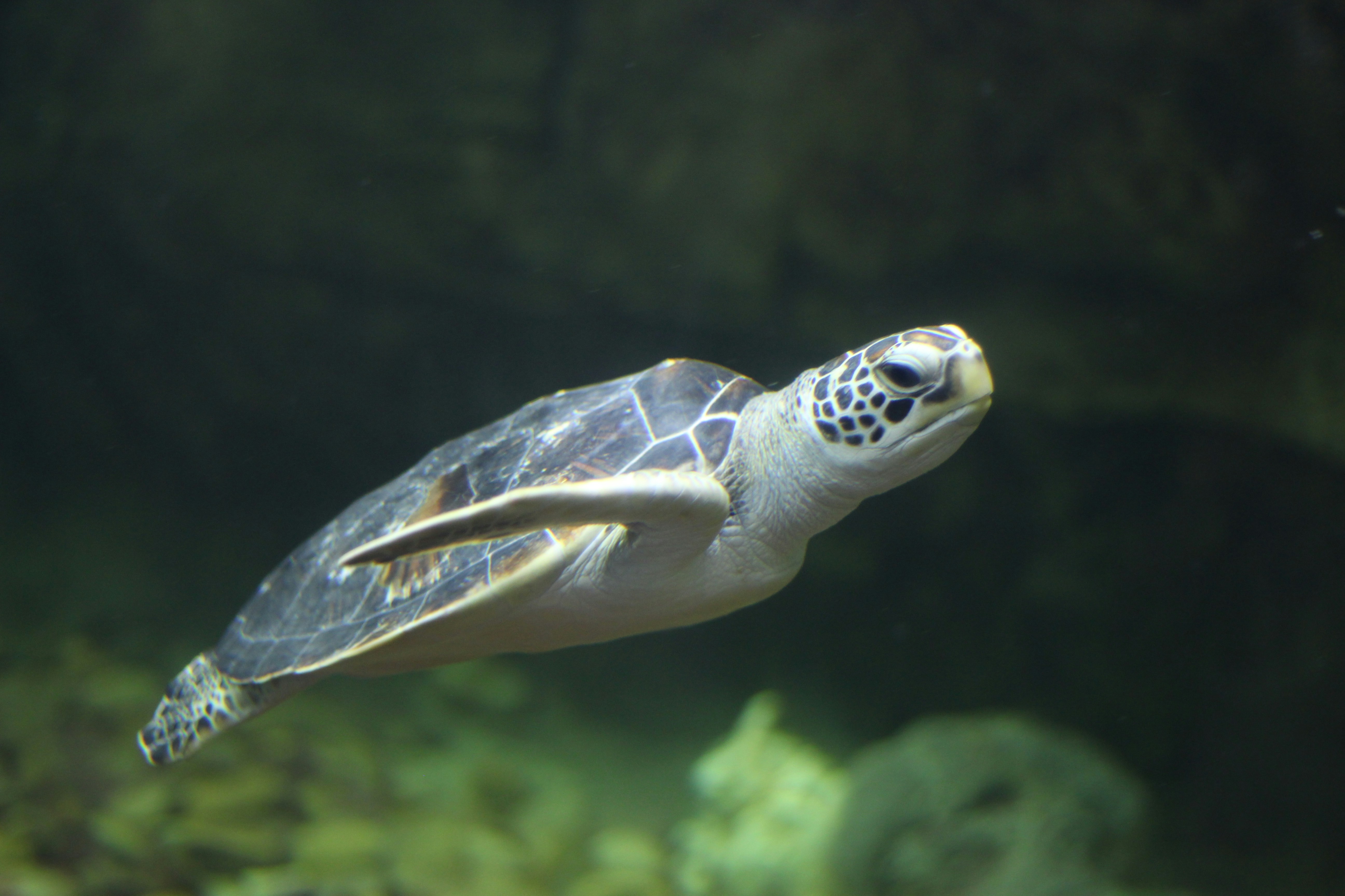 A sea turtle swims gracefully through clear waters, showcasing its intricate shell patterns and serene demeanor.
