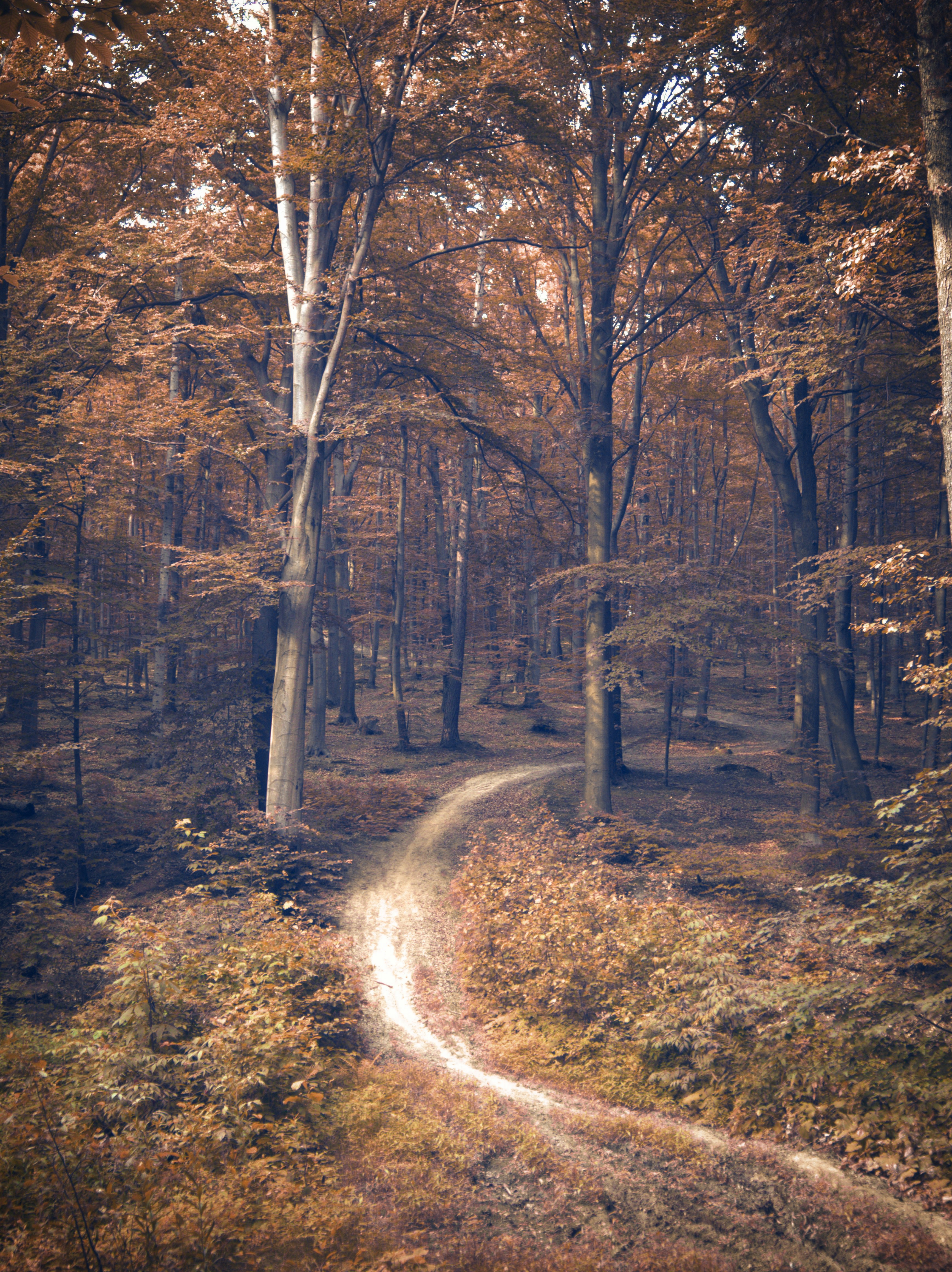 Winding path through a serene forest adorned with autumn foliage, showcasing the vibrant hues of the season.