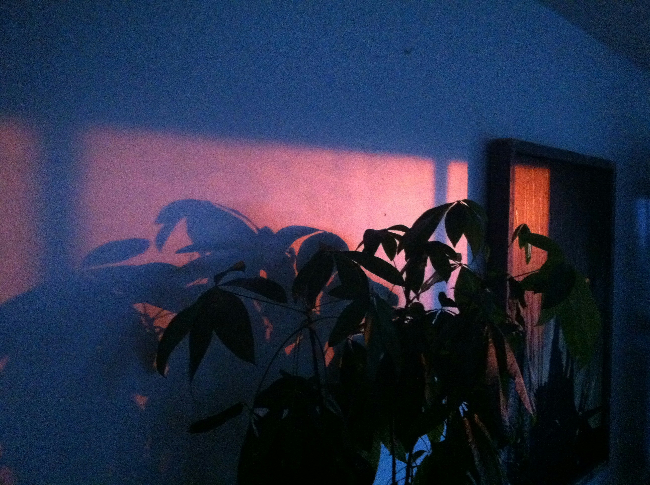 Soft shadows of a houseplant stretch across a wall, illuminated by warm hues of light. The interplay of colors creates a serene atmosphere.