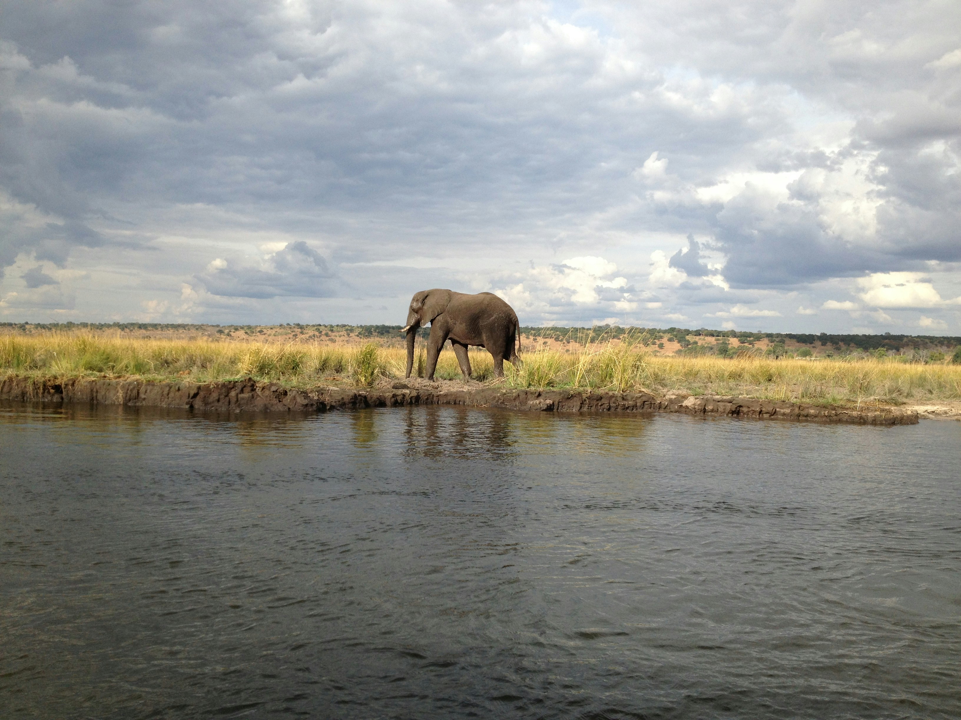 Elephant on the Riverbank under a Expansive Sky