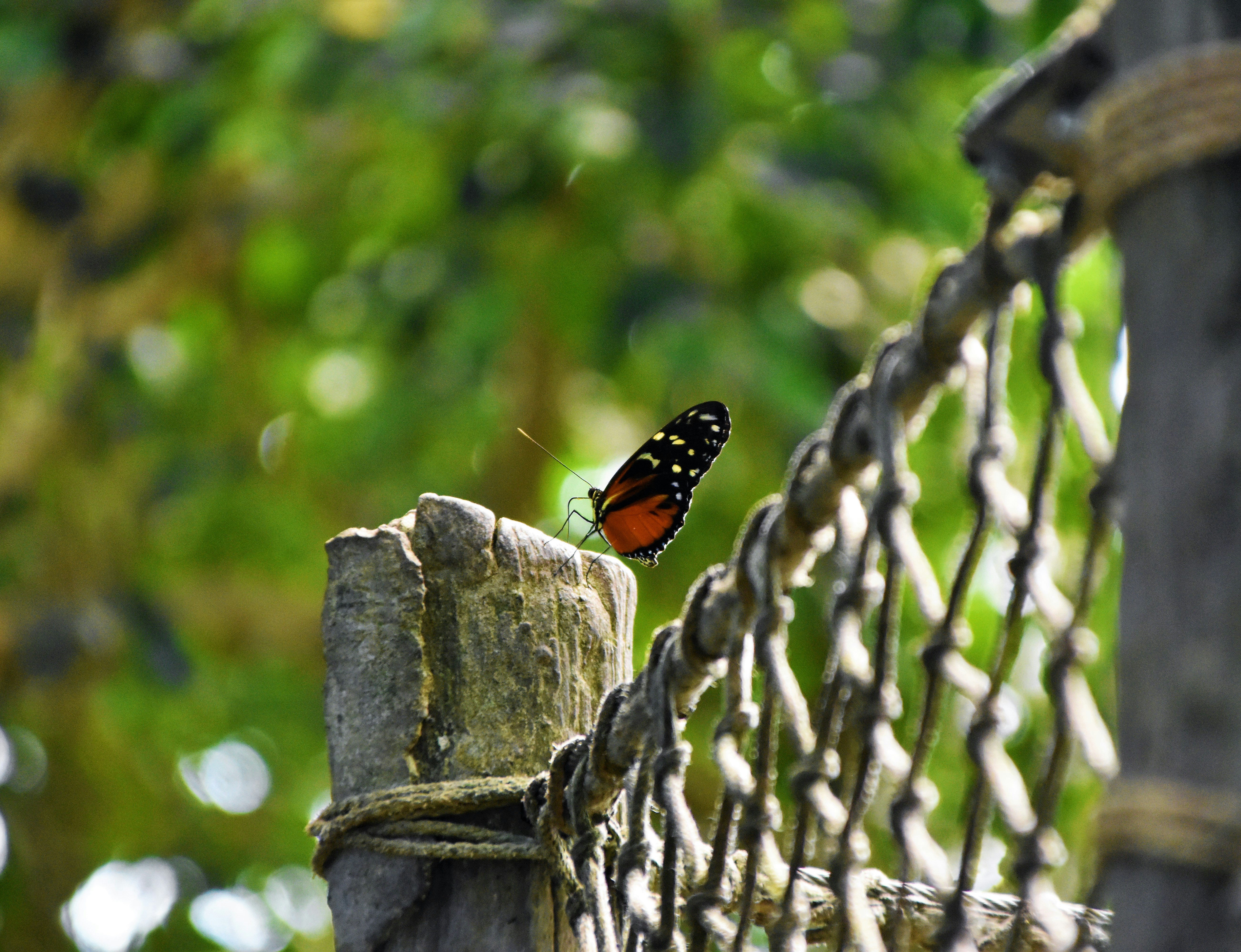 Butterfly perched on a wooden post beside a woven rope fence, surrounded by lush greenery.