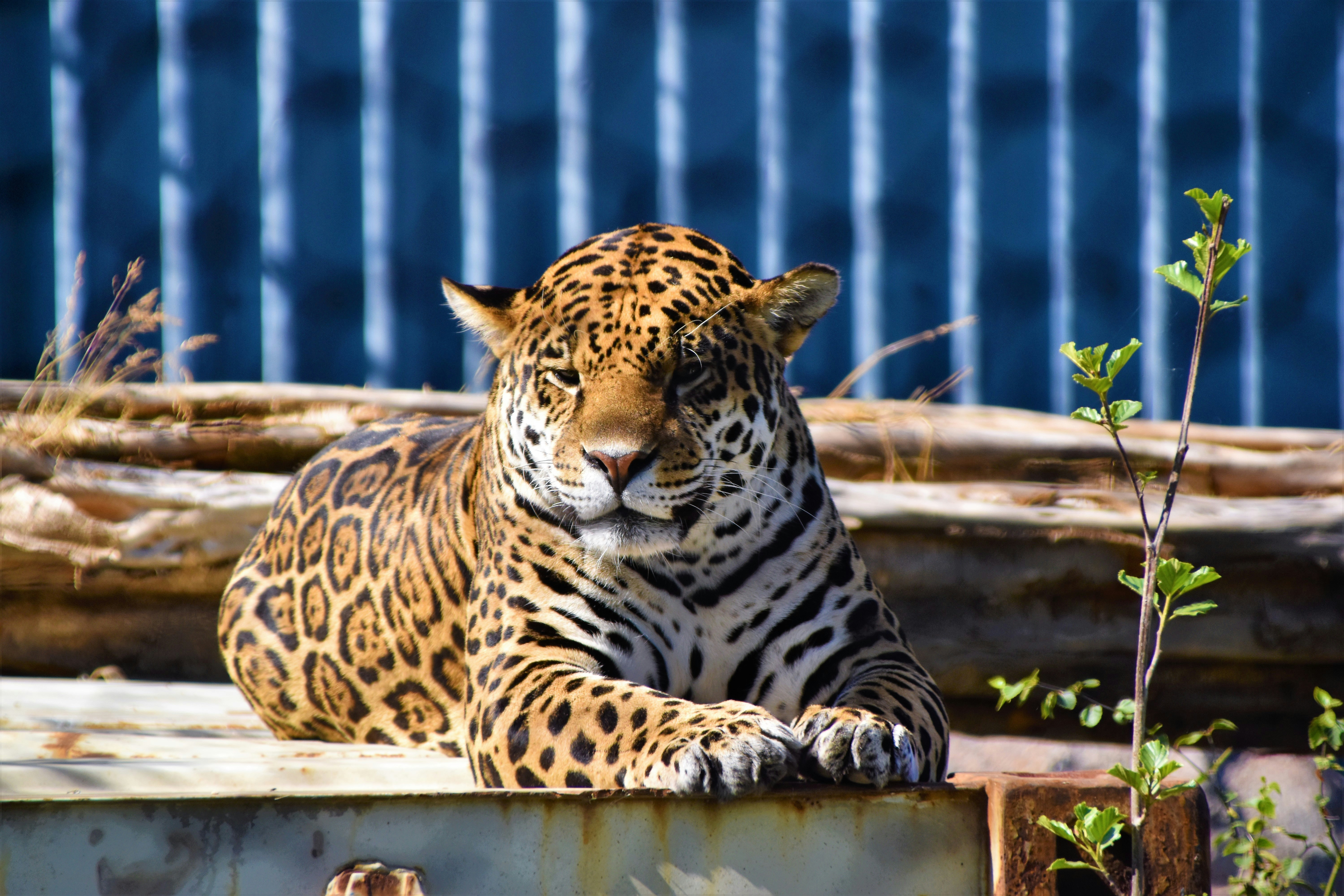 Jaguar resting on a sunlit platform, showcasing its distinctive coat against a backdrop of blue and natural elements.