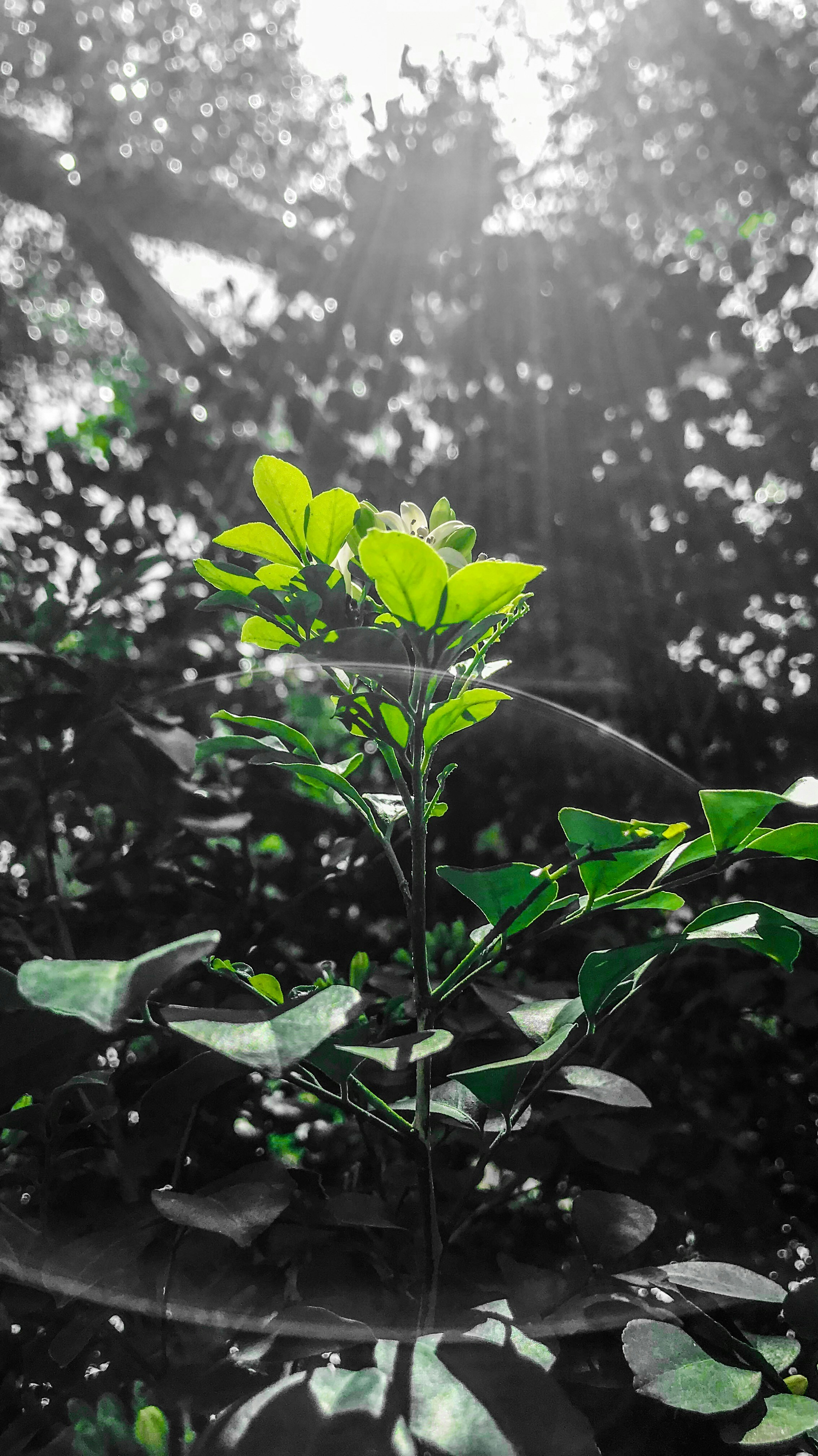 Vibrant green leaves stand out against a monochrome backdrop, illuminated by soft sunlight filtering through the trees.