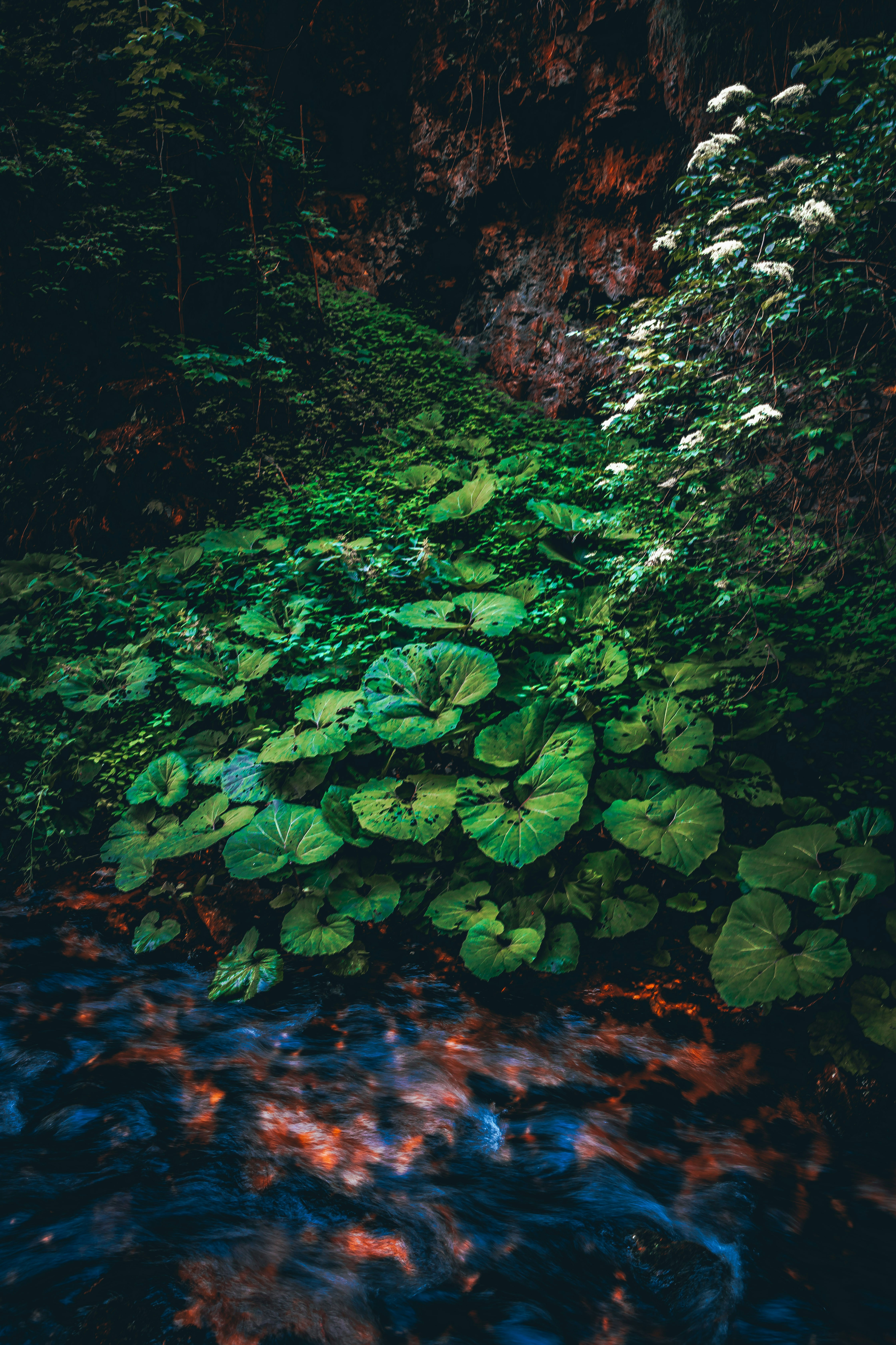 green leafy plant