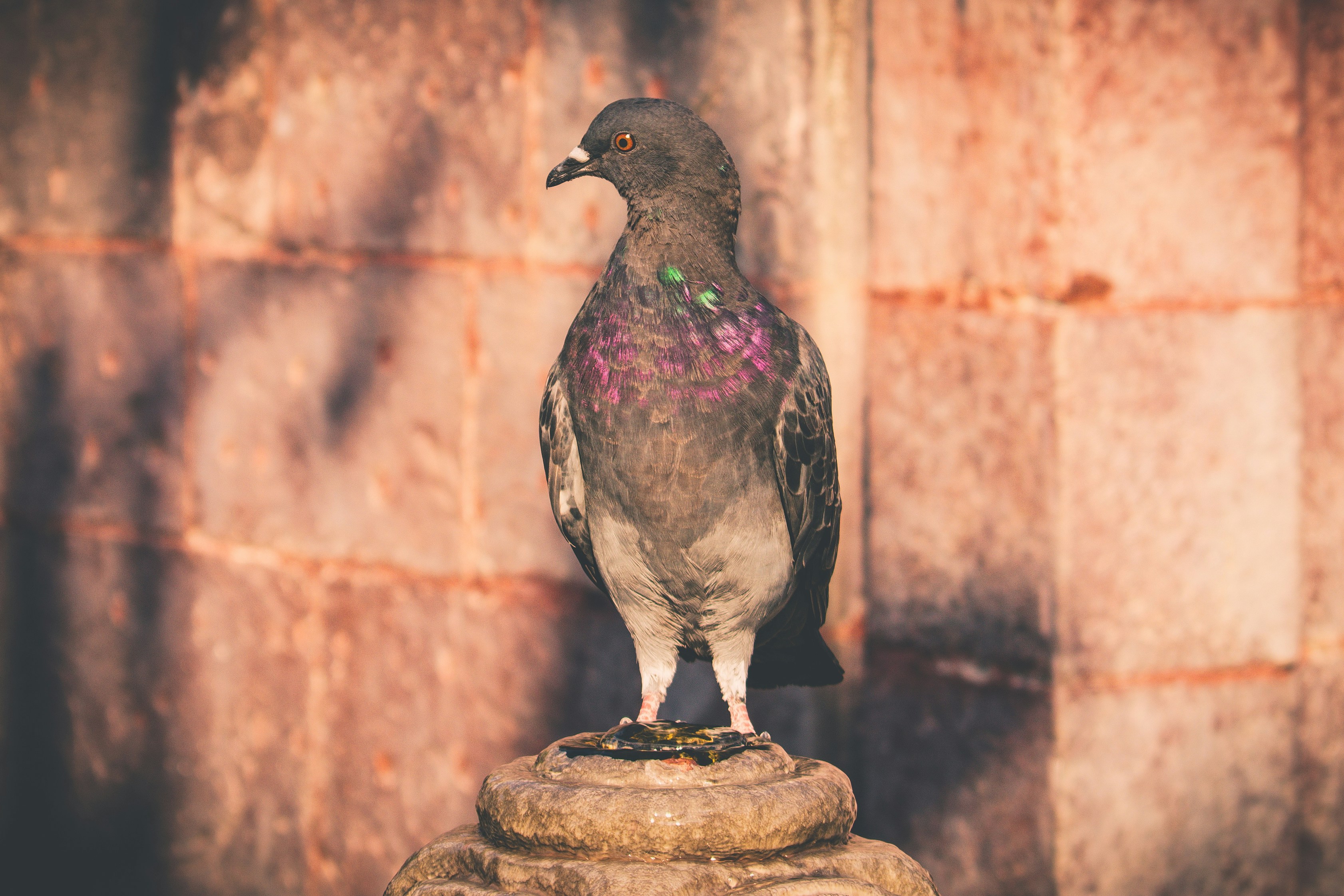 Pigeon perched on a stone pedestal, showcasing iridescent feathers against a textured backdrop. The warm light highlights its detailed plumage.