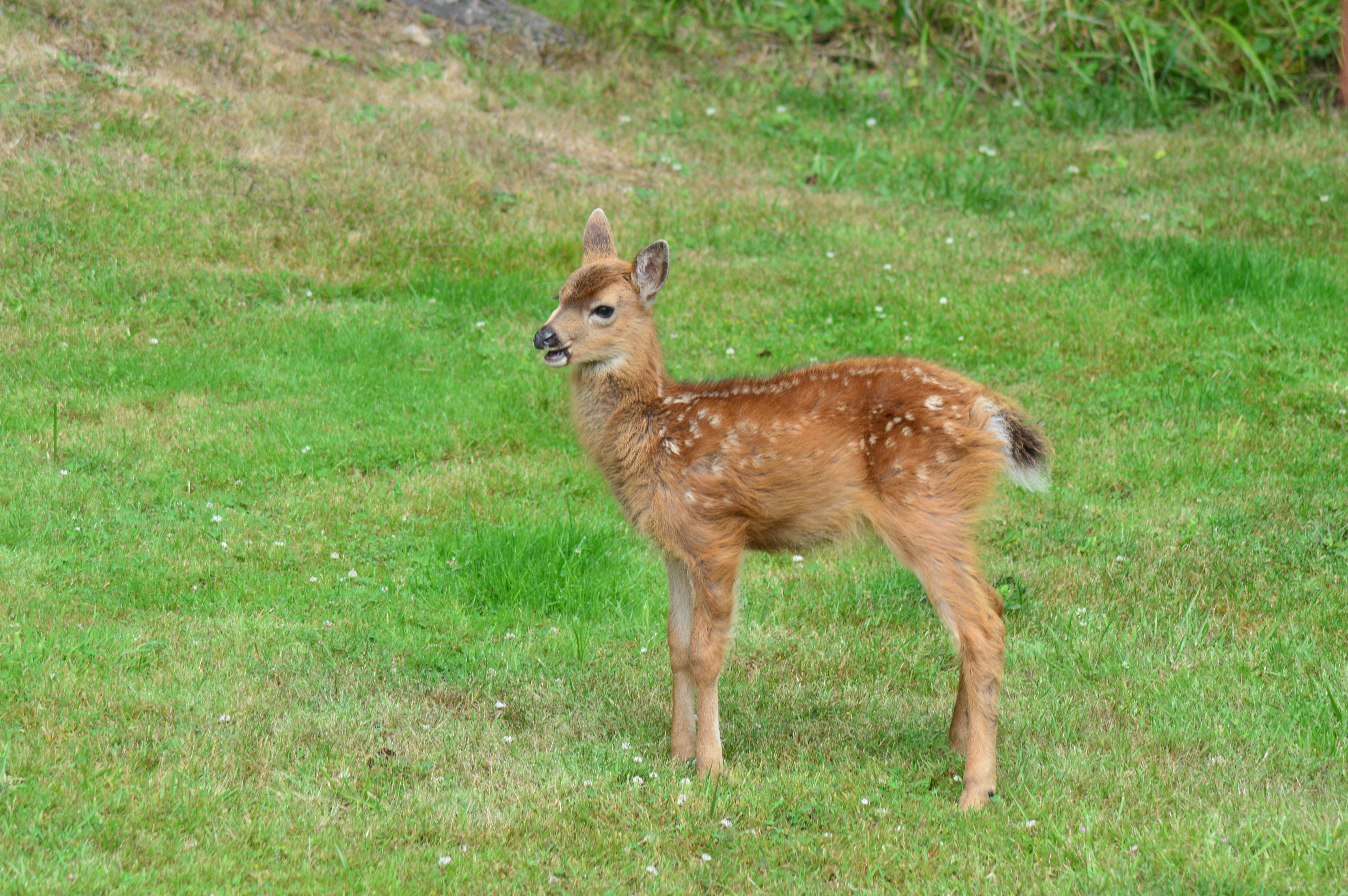 Young Fawn Stands Guard on Mottled Green Field