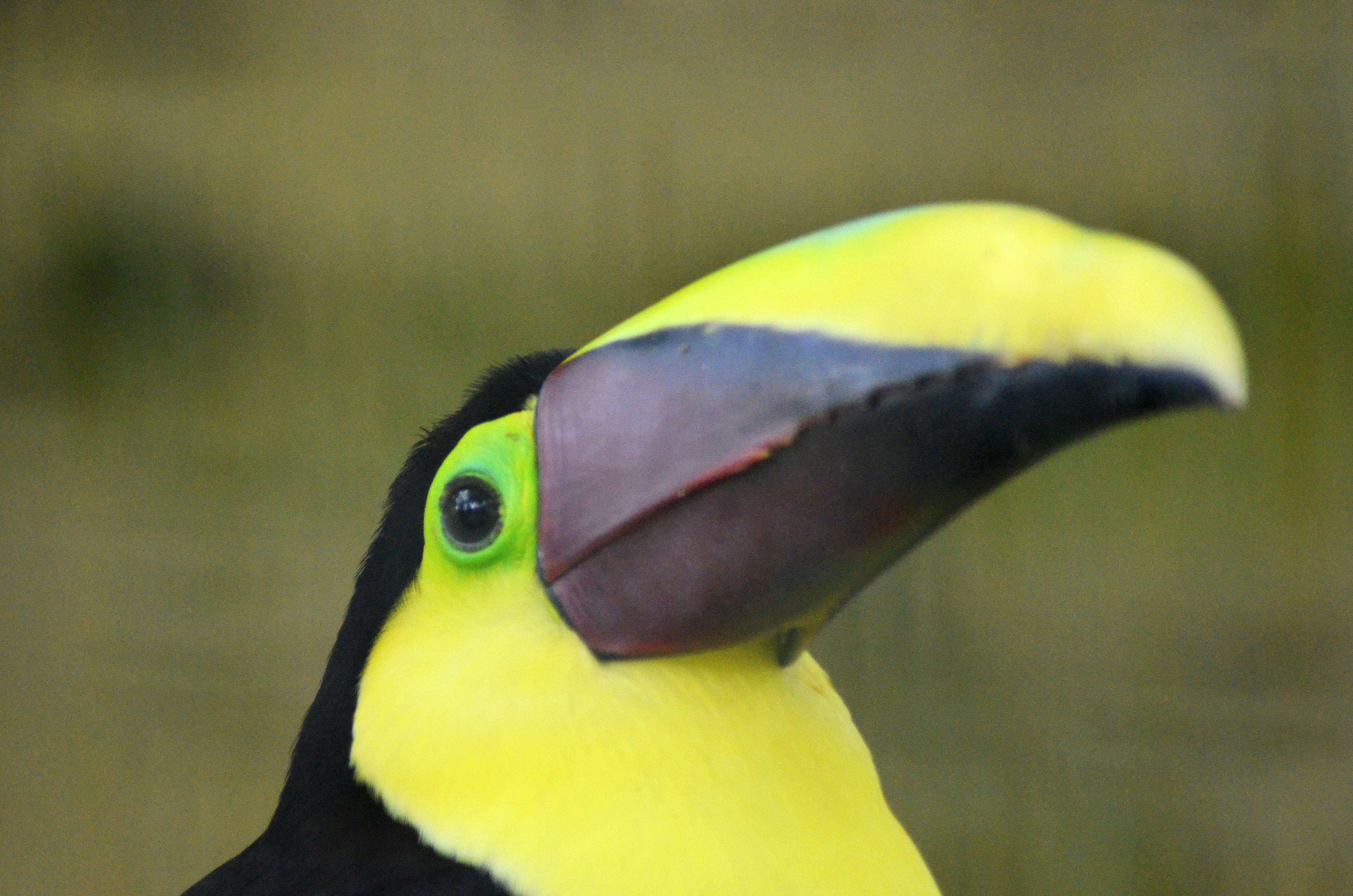 photo of black and yellow bird
