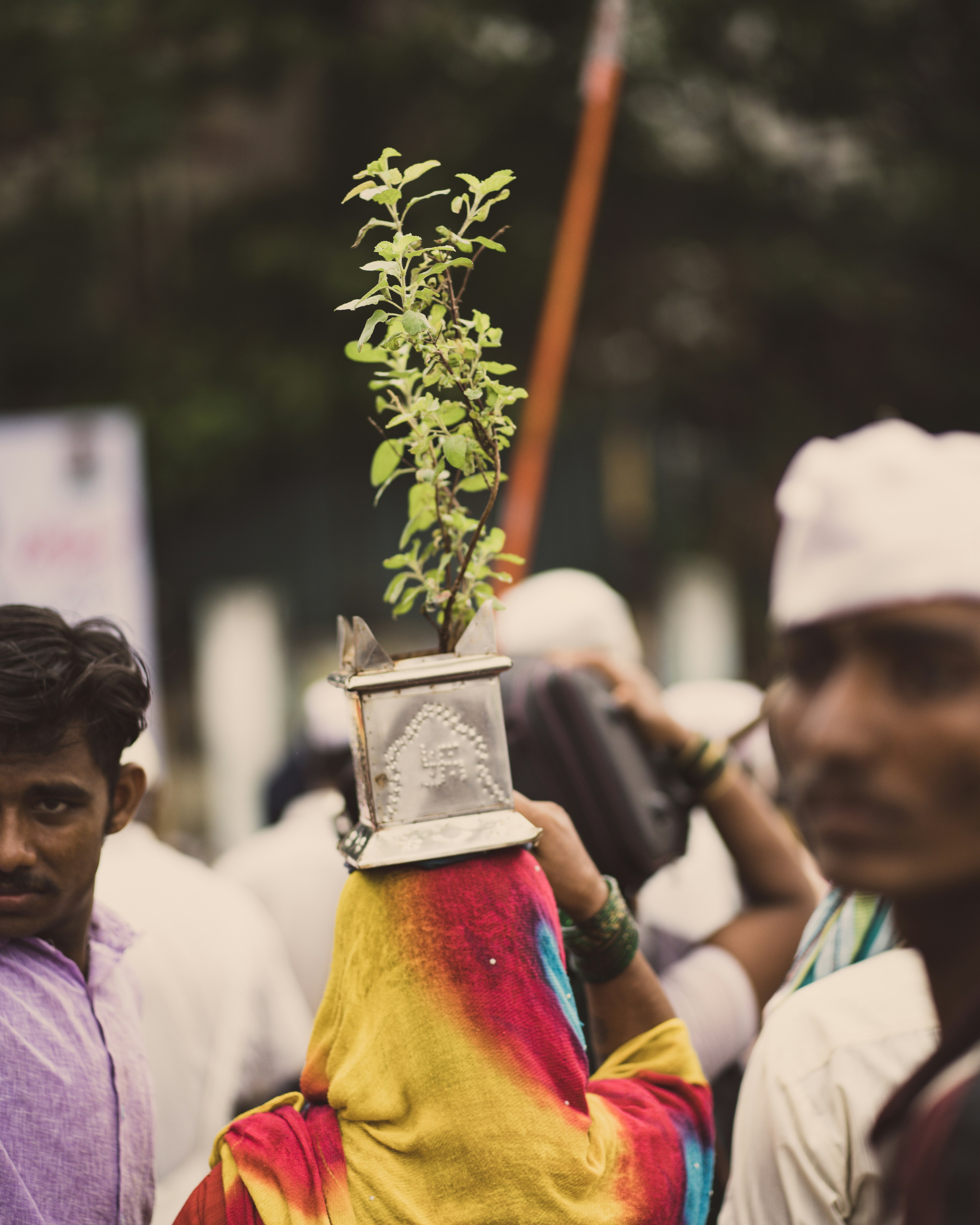 Verdant Crown Above the Procession