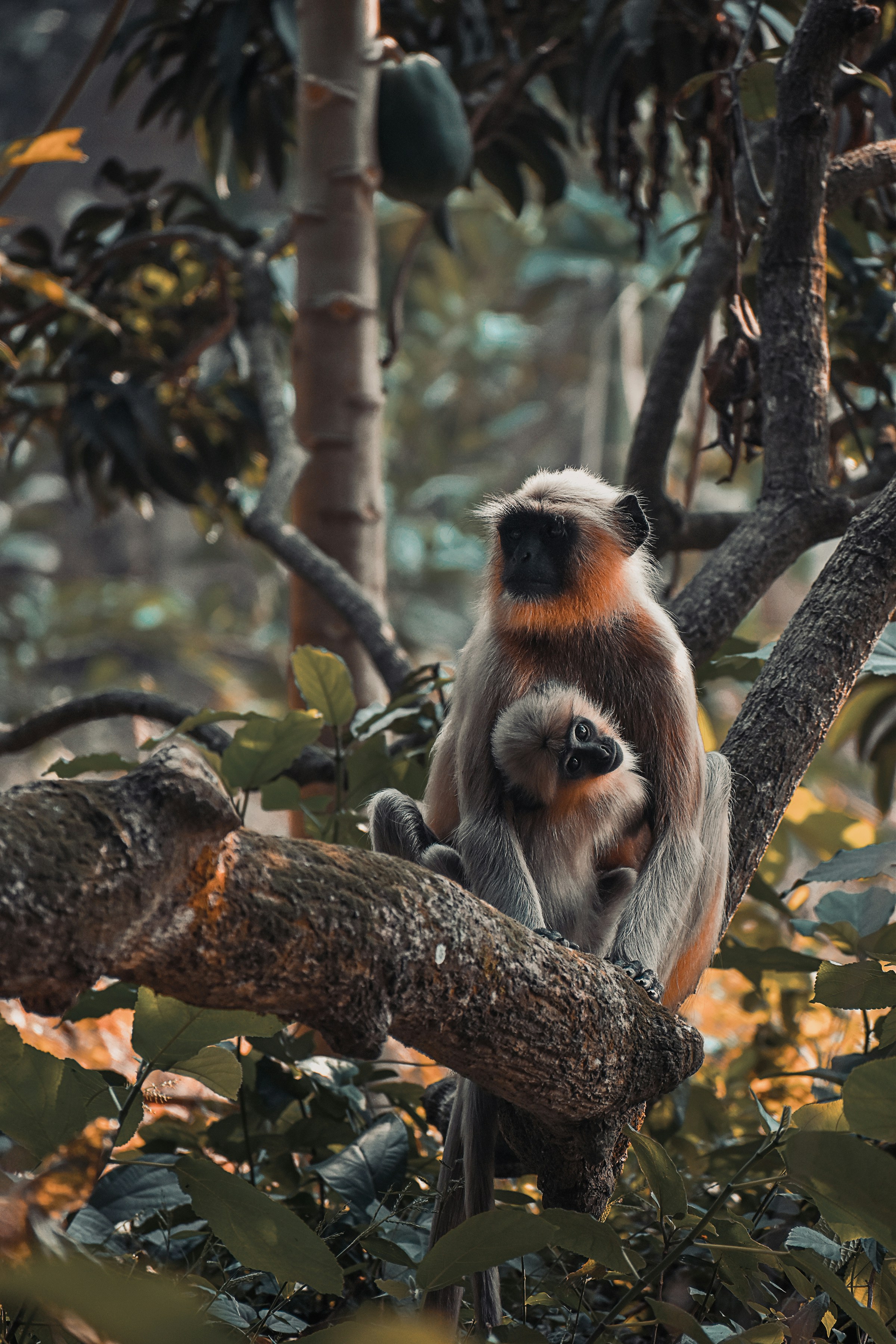 Two grey monkeys on tree photo – Free Animal Image on Unsplash