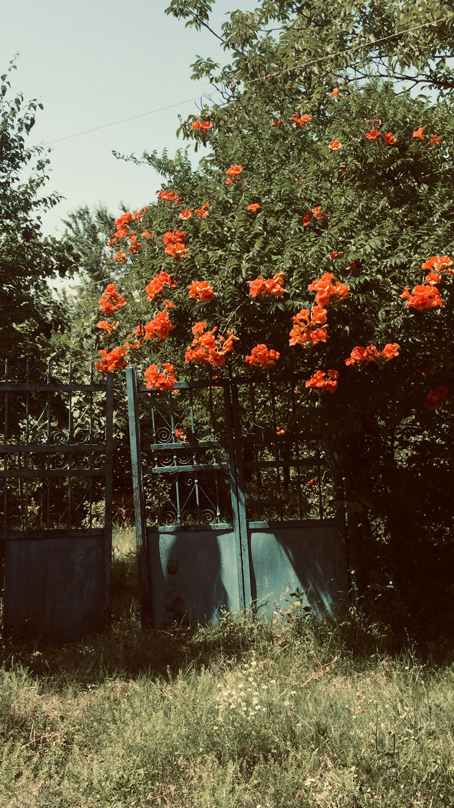 Vibrant orange flowers cascade over an old, weathered gate, inviting curiosity about the hidden garden beyond. The lush greenery frames the scene beautifully.