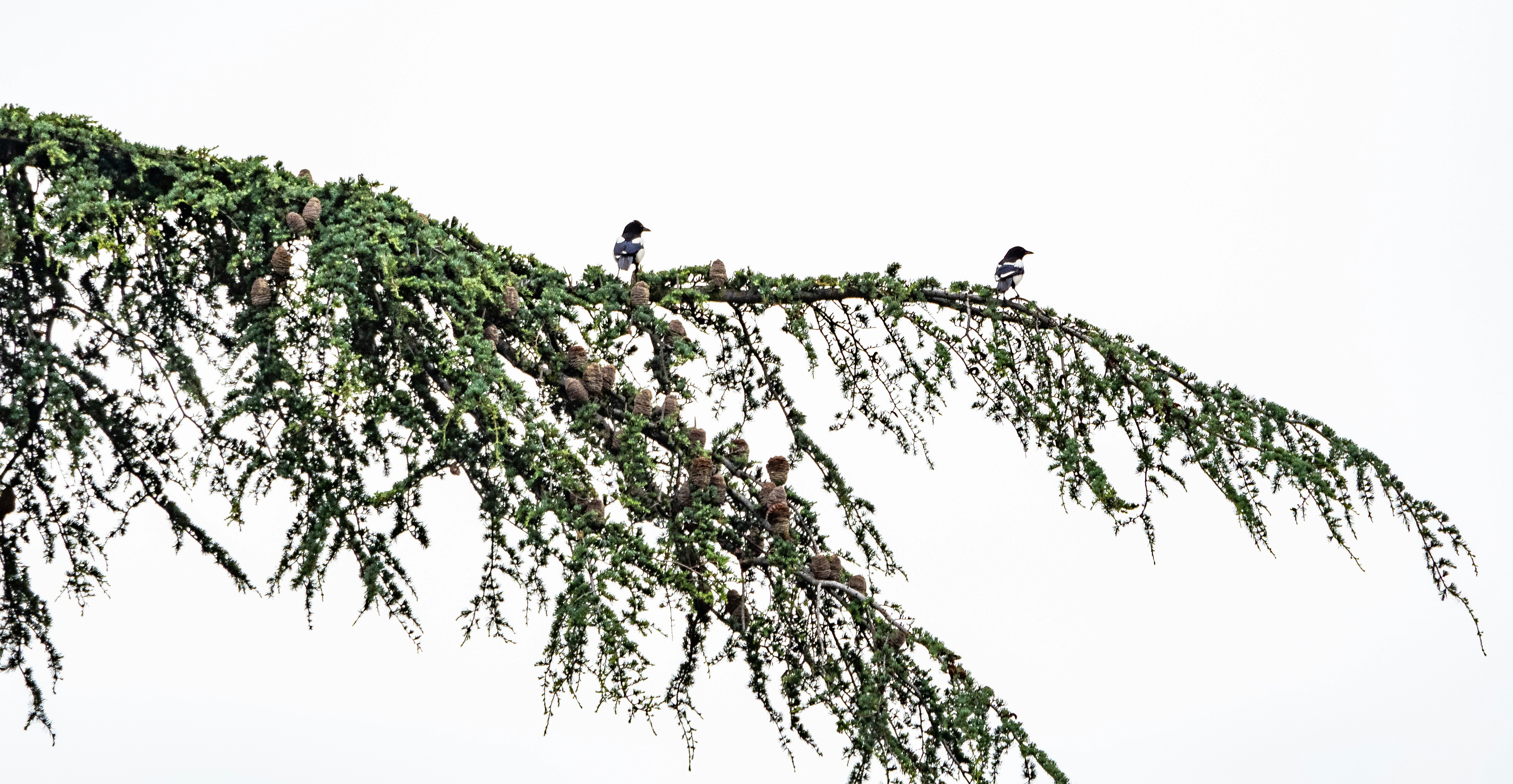 Two birds perched on a sprawling branch adorned with lush foliage against a soft, white backdrop.