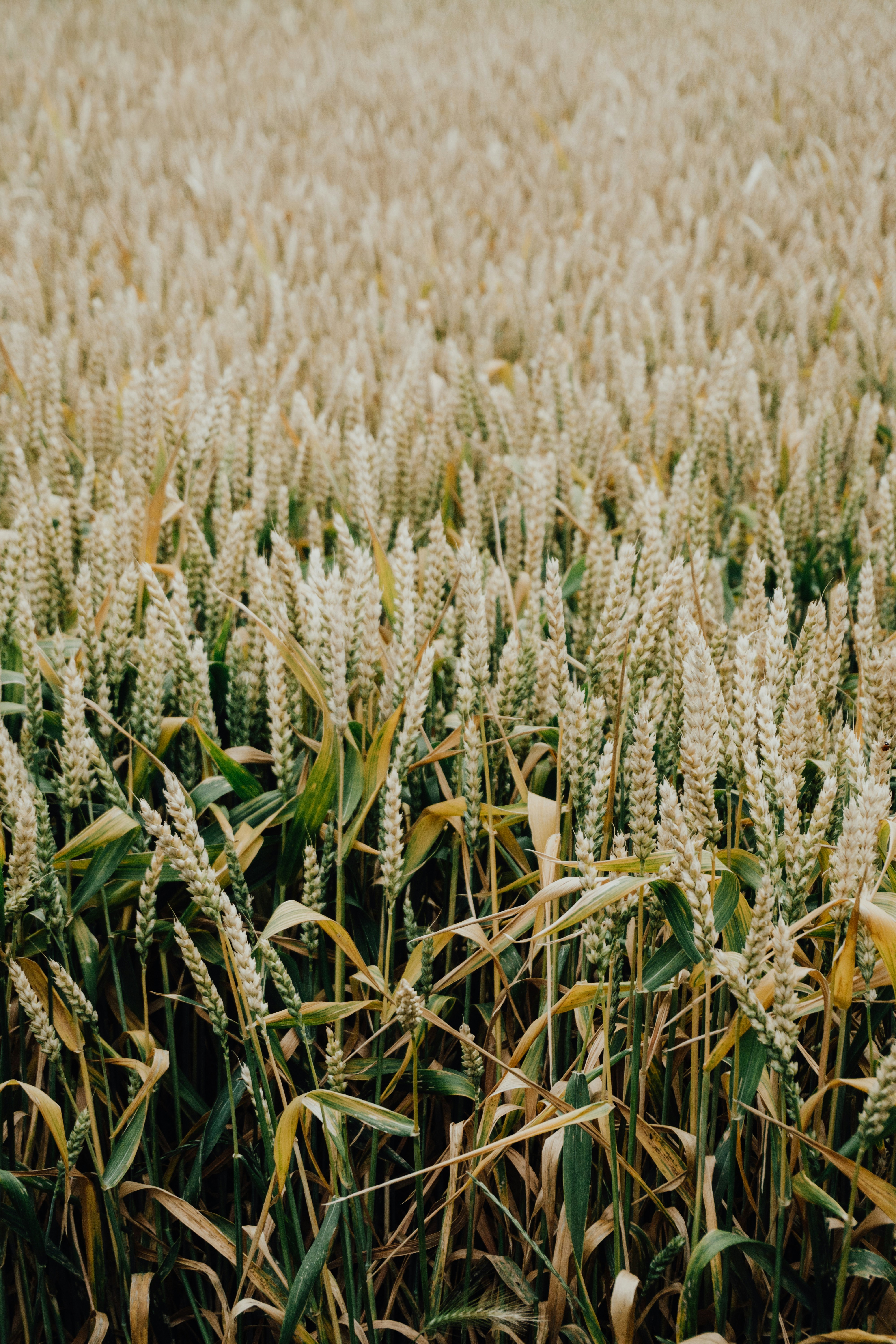 Amber Heads in a Sea of Wheat