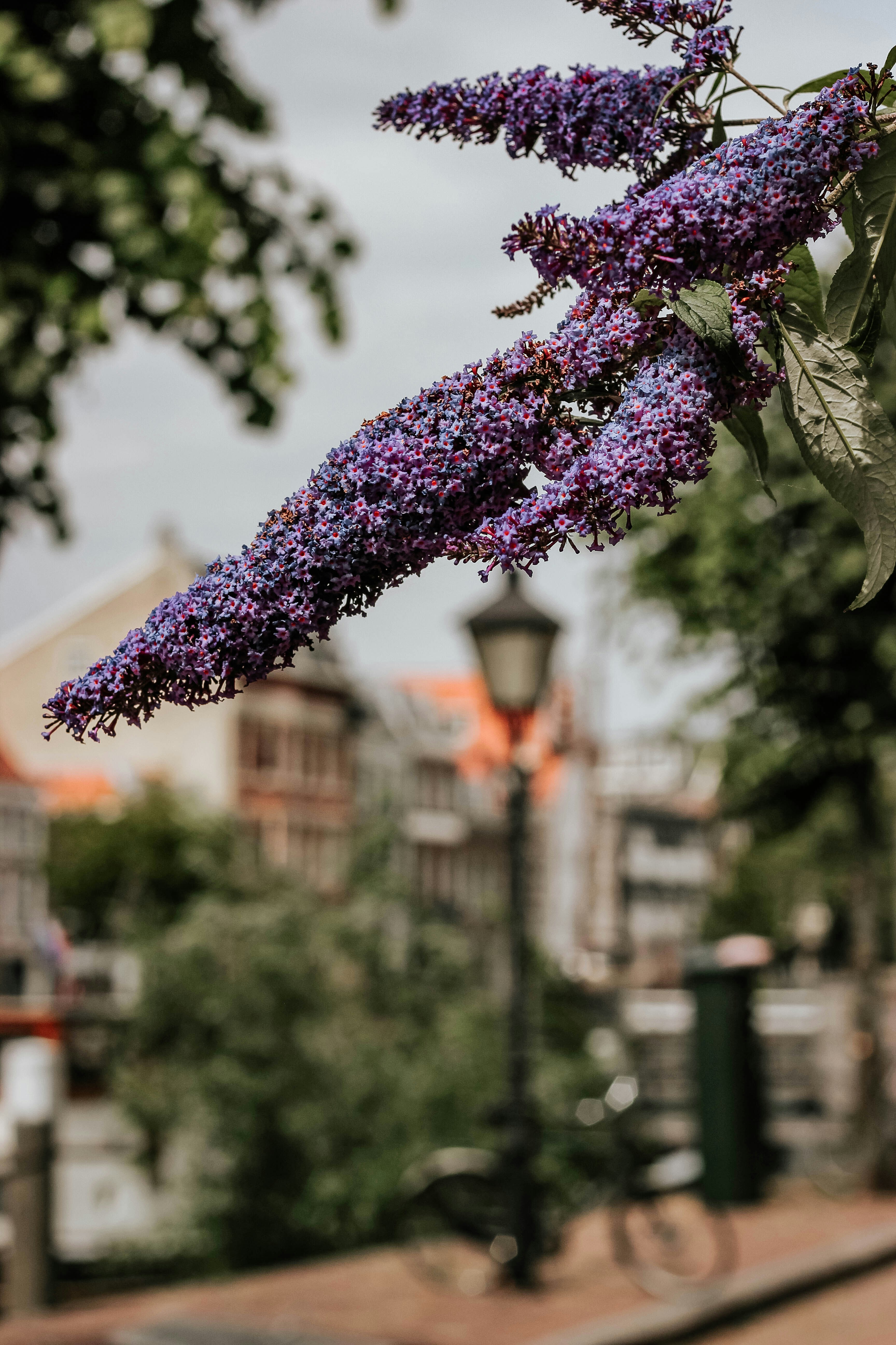 Lilac on a Quiet Street: a vivid bloom against a softly blurred urban backdrop