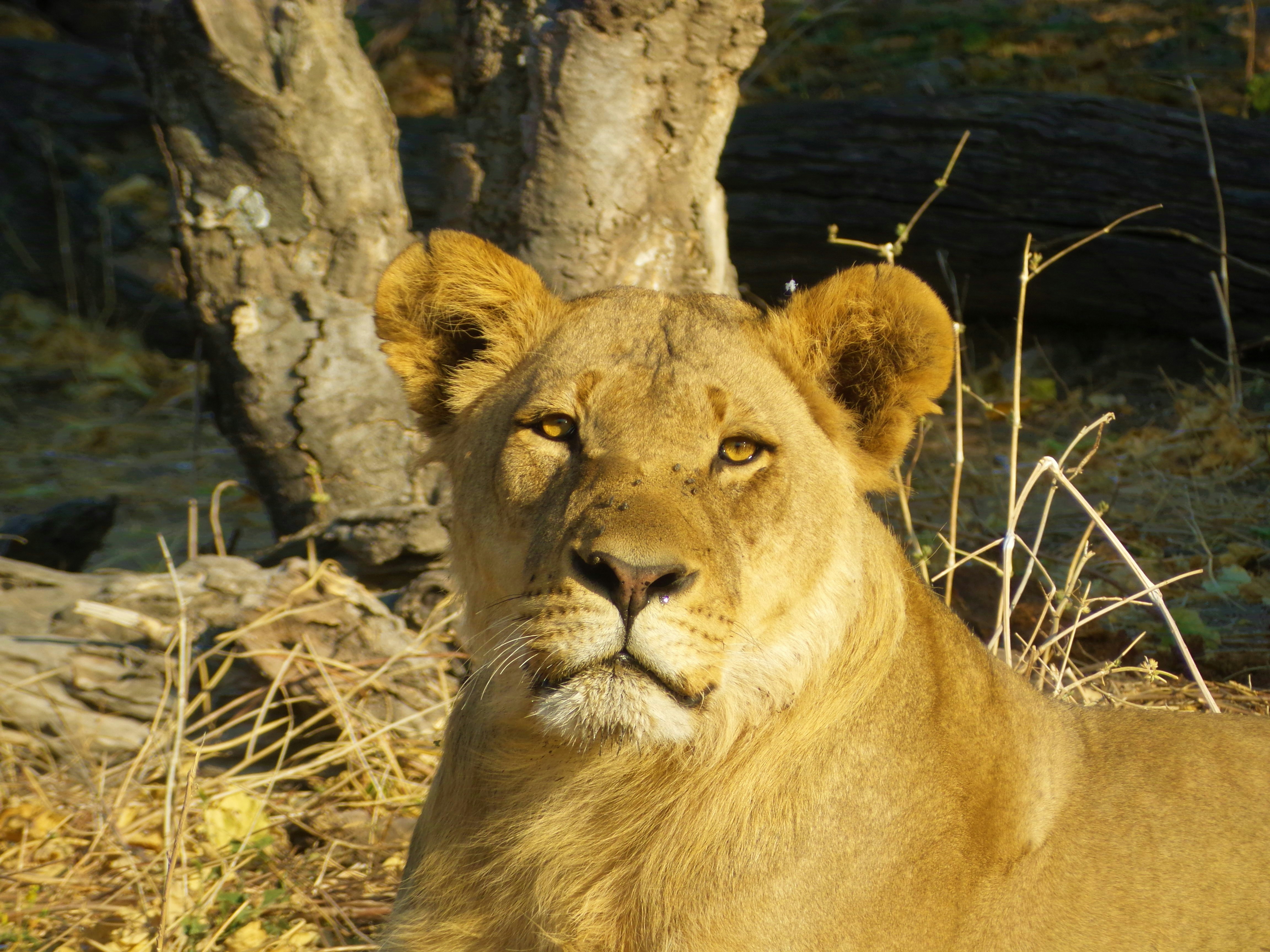 A lioness rests calmly amidst the dry grass, her piercing gaze directed towards the viewer, showcasing her powerful presence in the wild.