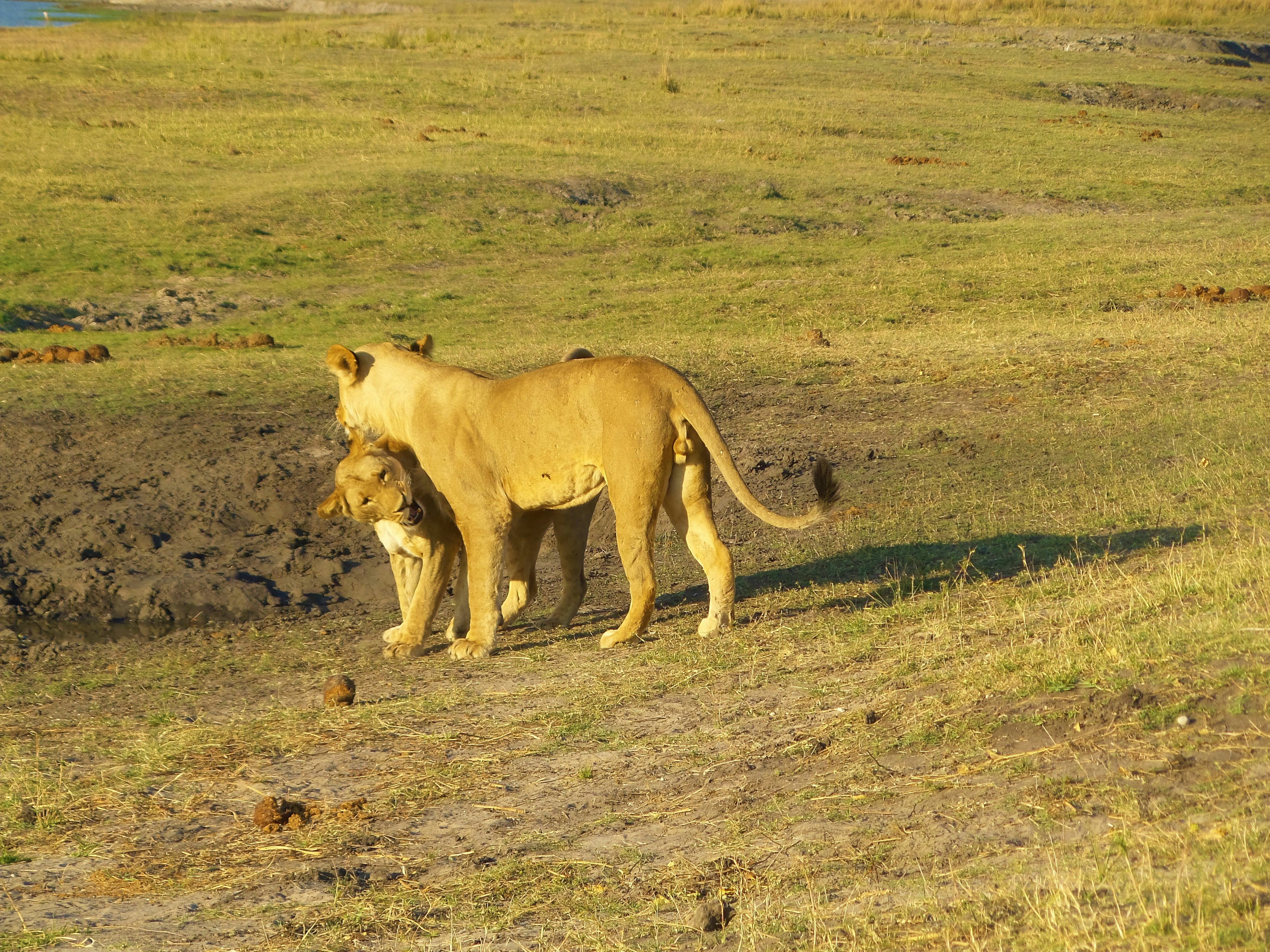 Photograph of a lioness walking with cub across sunlit savannah grass, capturing a tender family moment in warm amber light.