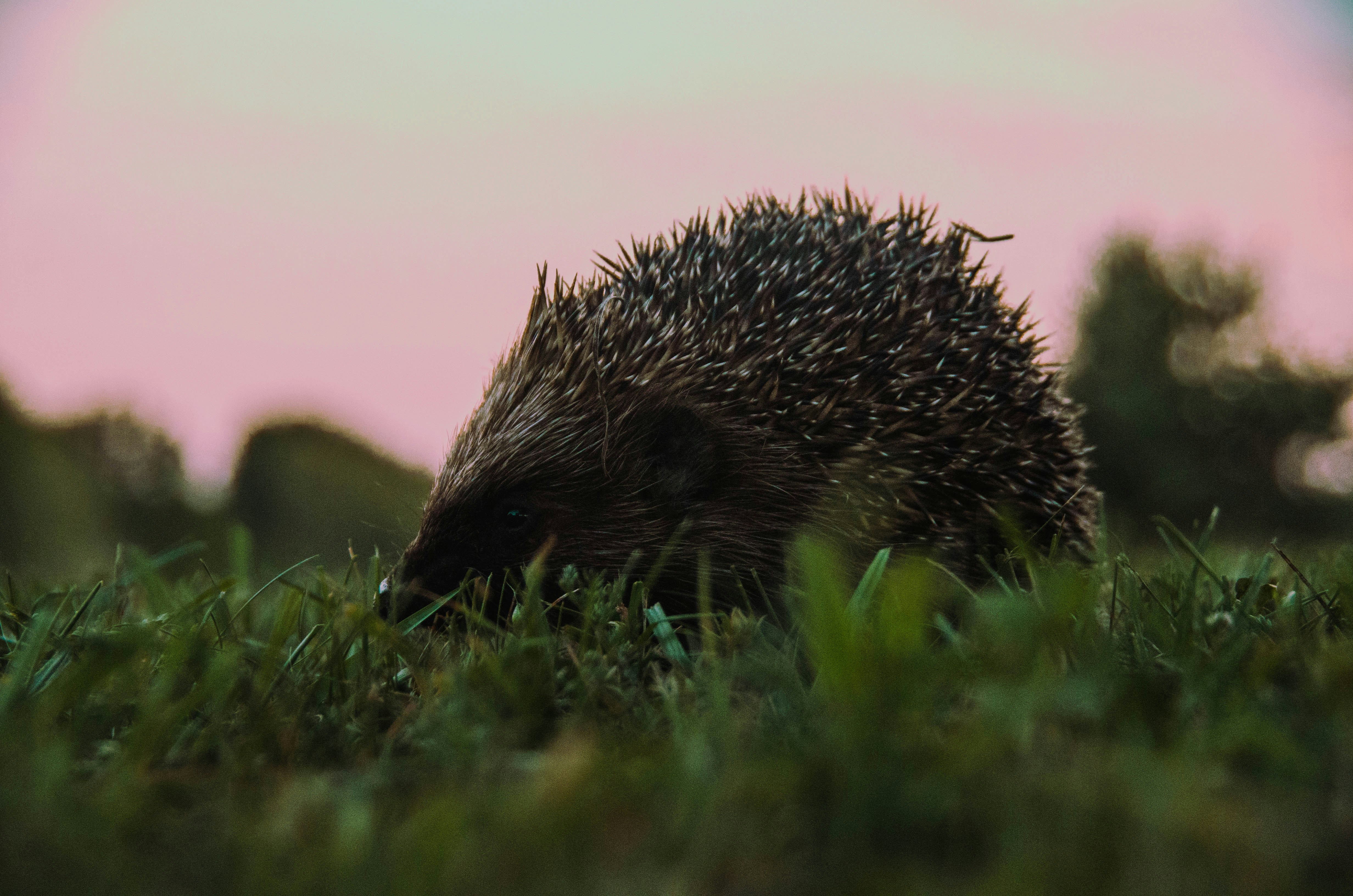 Twilight Hedgehog in Velvet Grass
