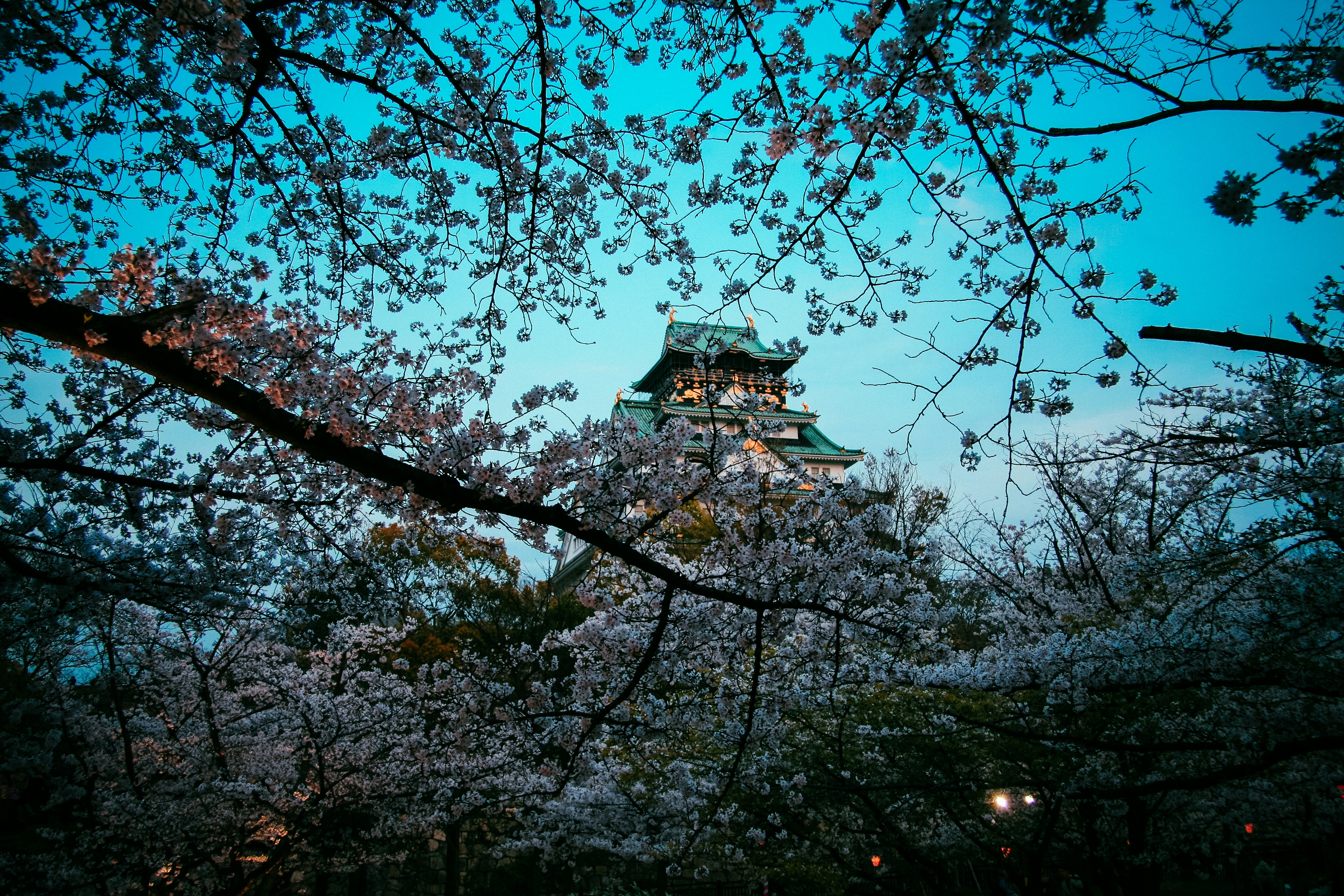 old japanes castle building and palaces of Japanese architecture during cherry blossom festival - Hanami