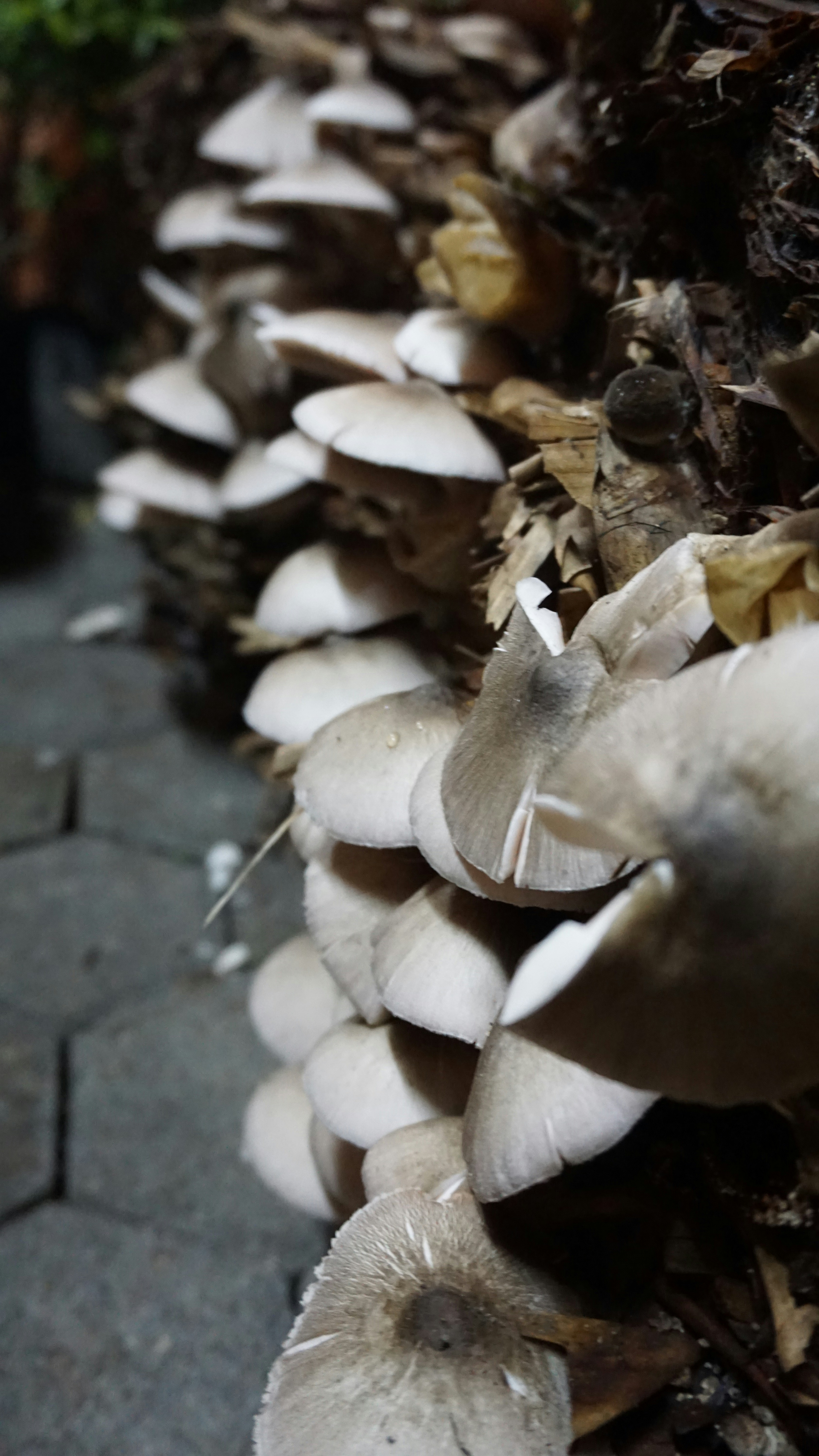 Mushroom cascade along a weathered log by a stone path