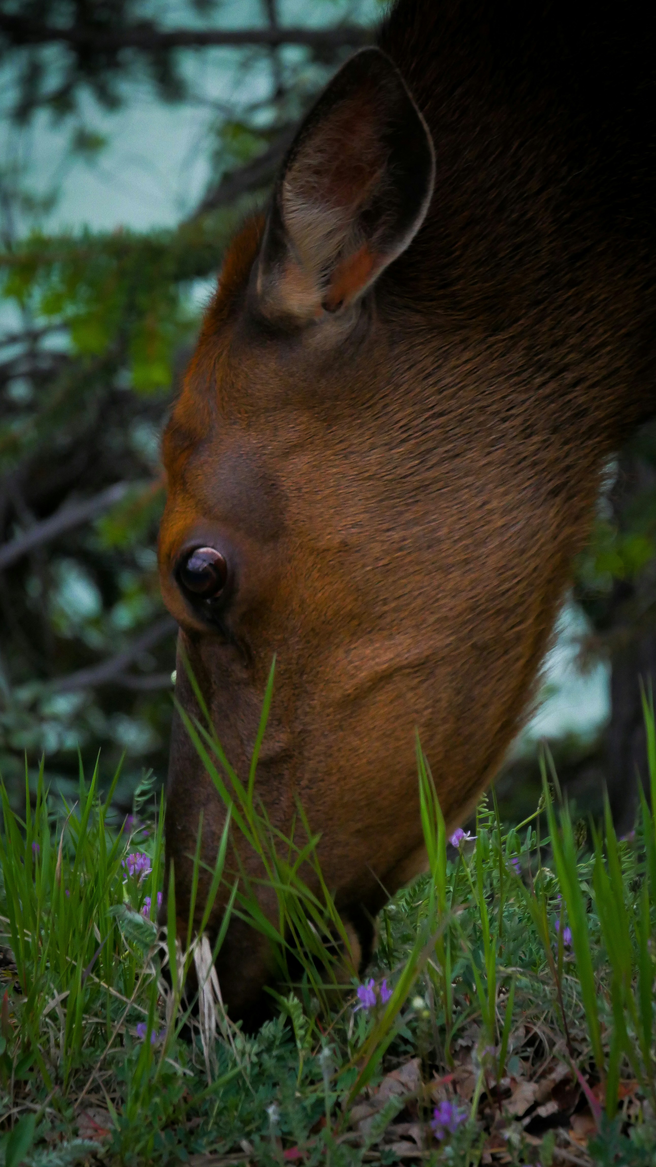 A close-up of a deer grazing among vibrant green grass and delicate wildflowers. The focus highlights the animal's attentive expression and intricate fur texture.