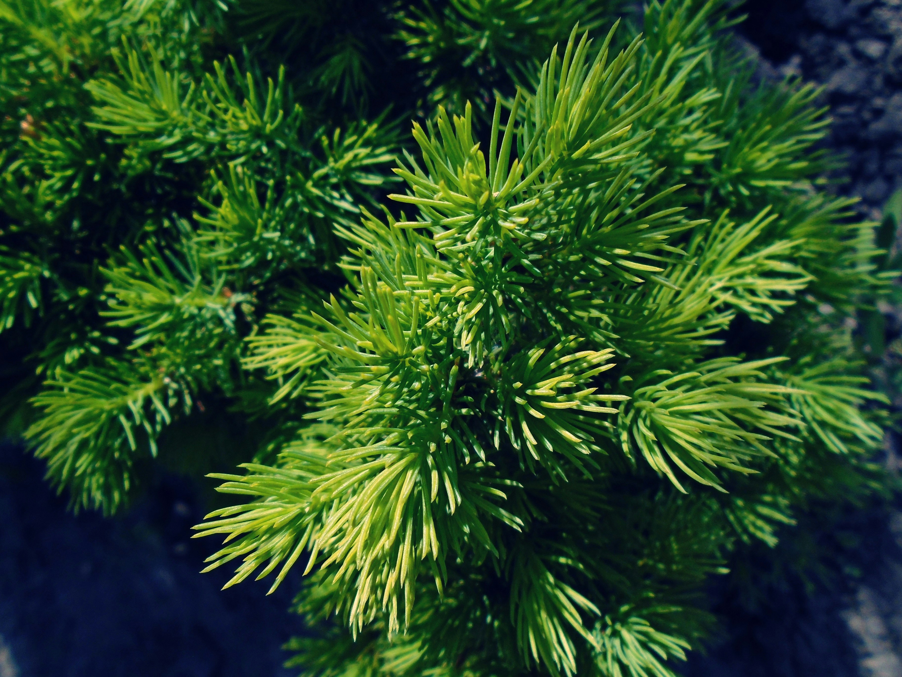 Vibrant green pine needles clustered together, showcasing intricate details of foliage. The image highlights the texture and color variations in the plant's growth.