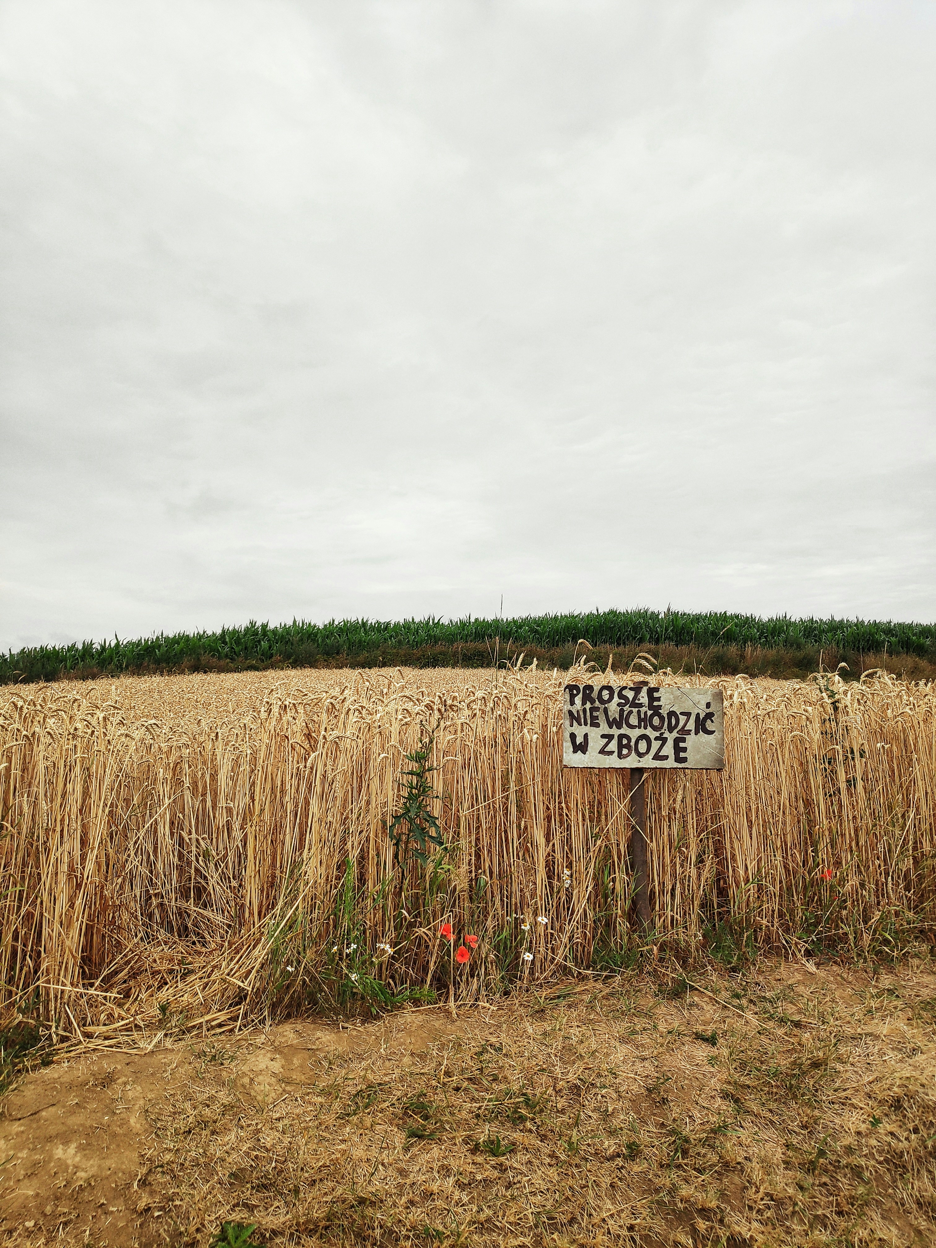 brown plant field under white sky