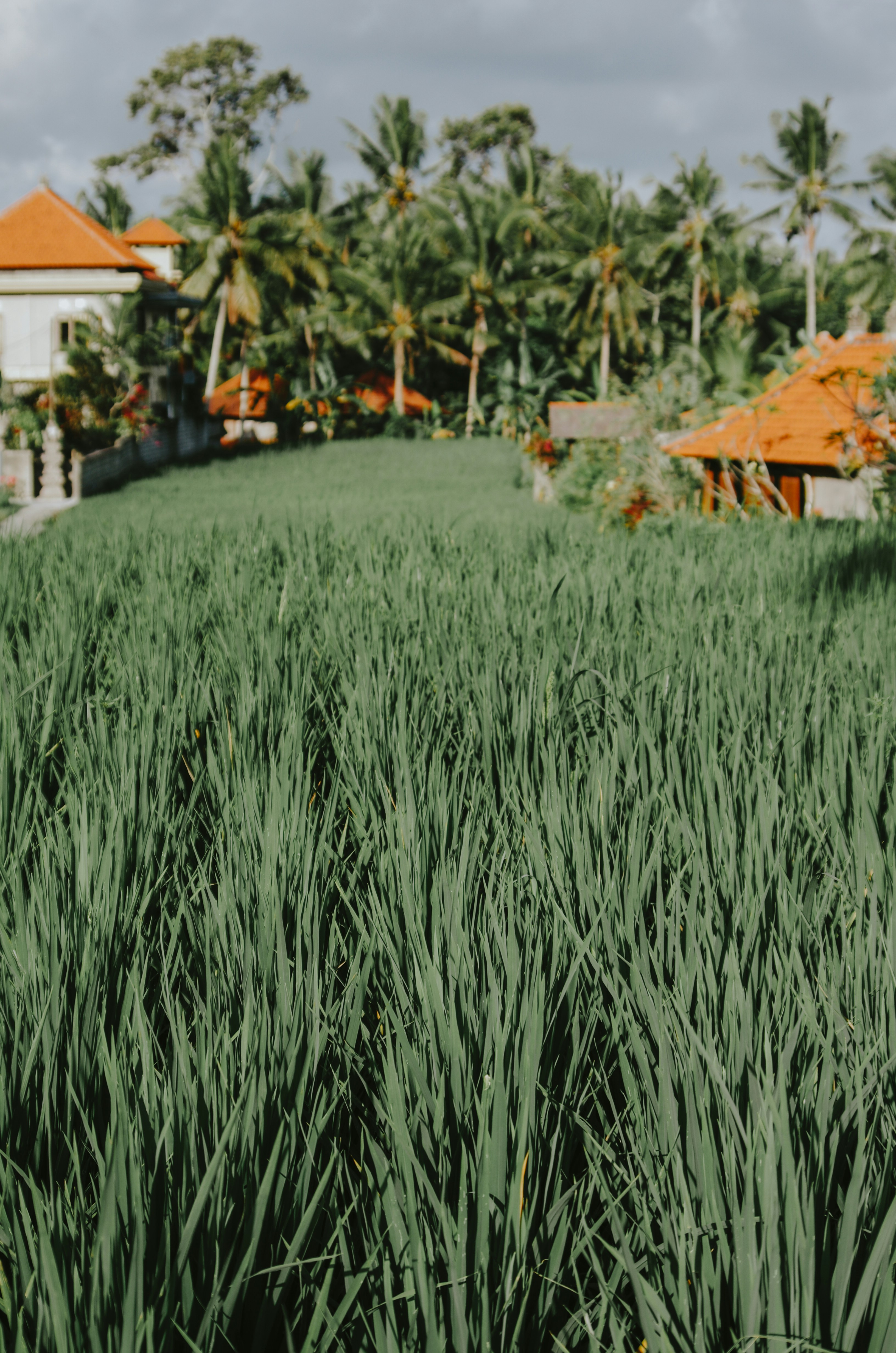 Verdant Threshold: Grass Framing a Palm-Fringed Retreat