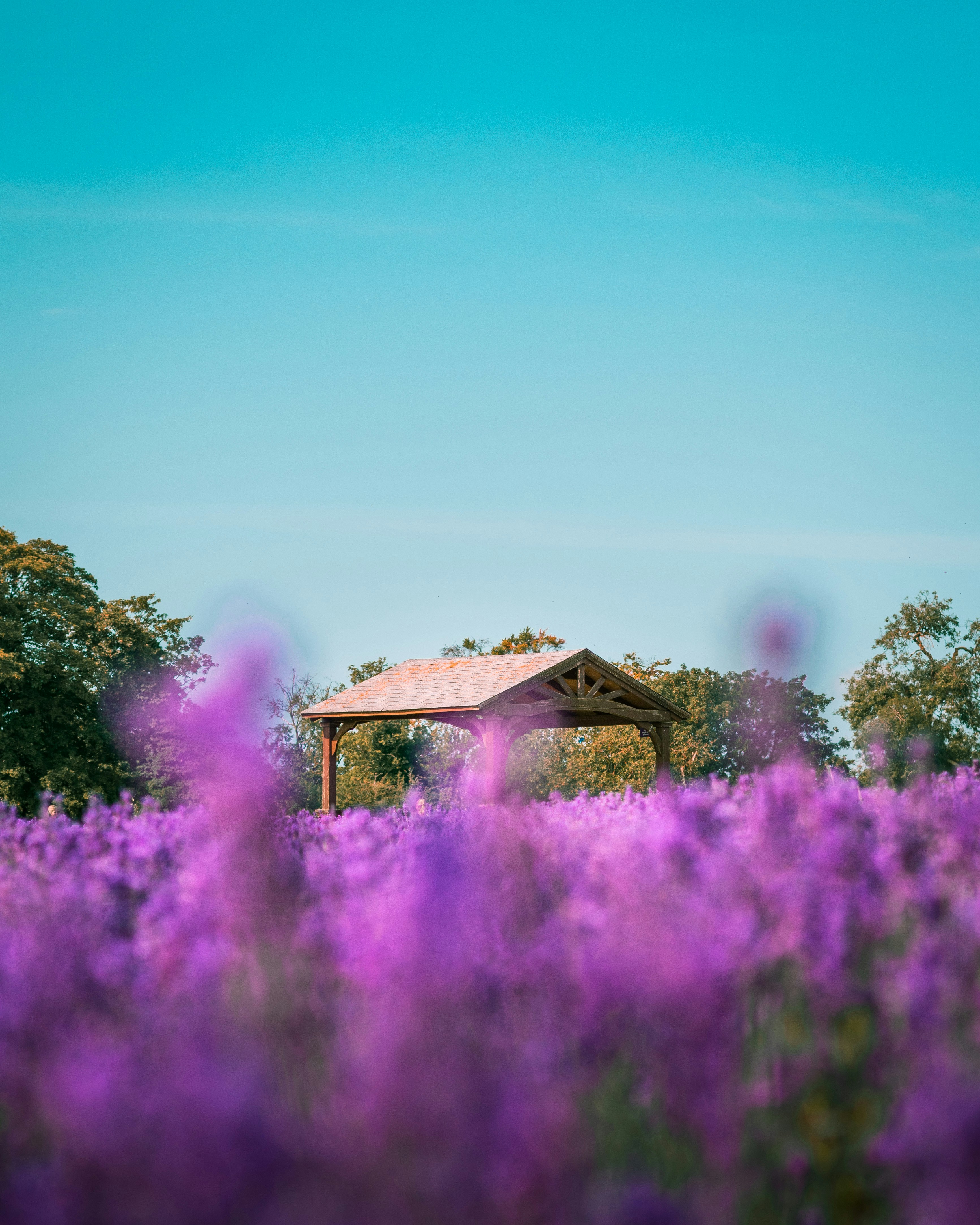 Lavender Field Overlook: A Rustic Shelter Amid Purple Waves