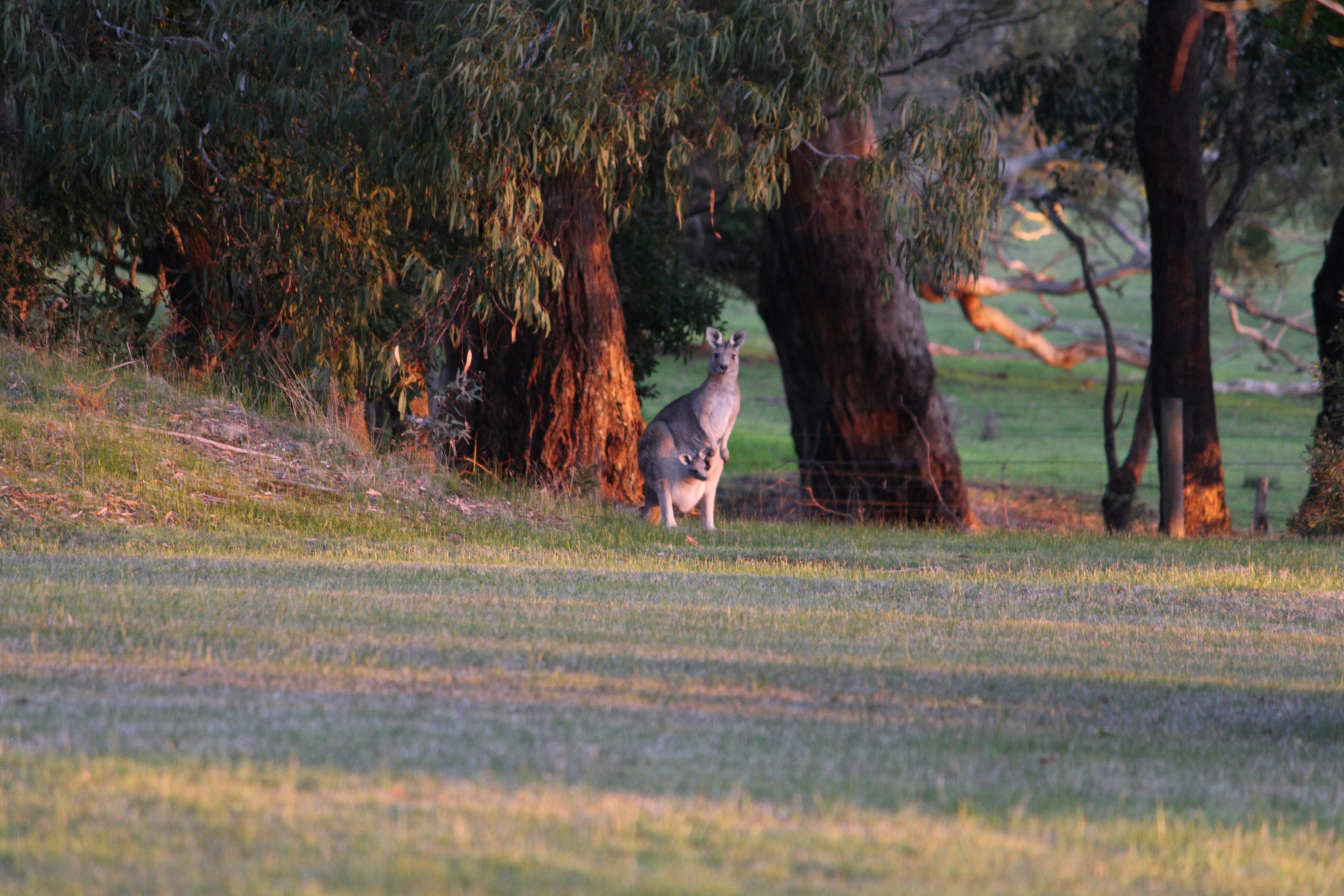 Gray kangaroo under green leafed tree photo – Free Plant Image on Unsplash