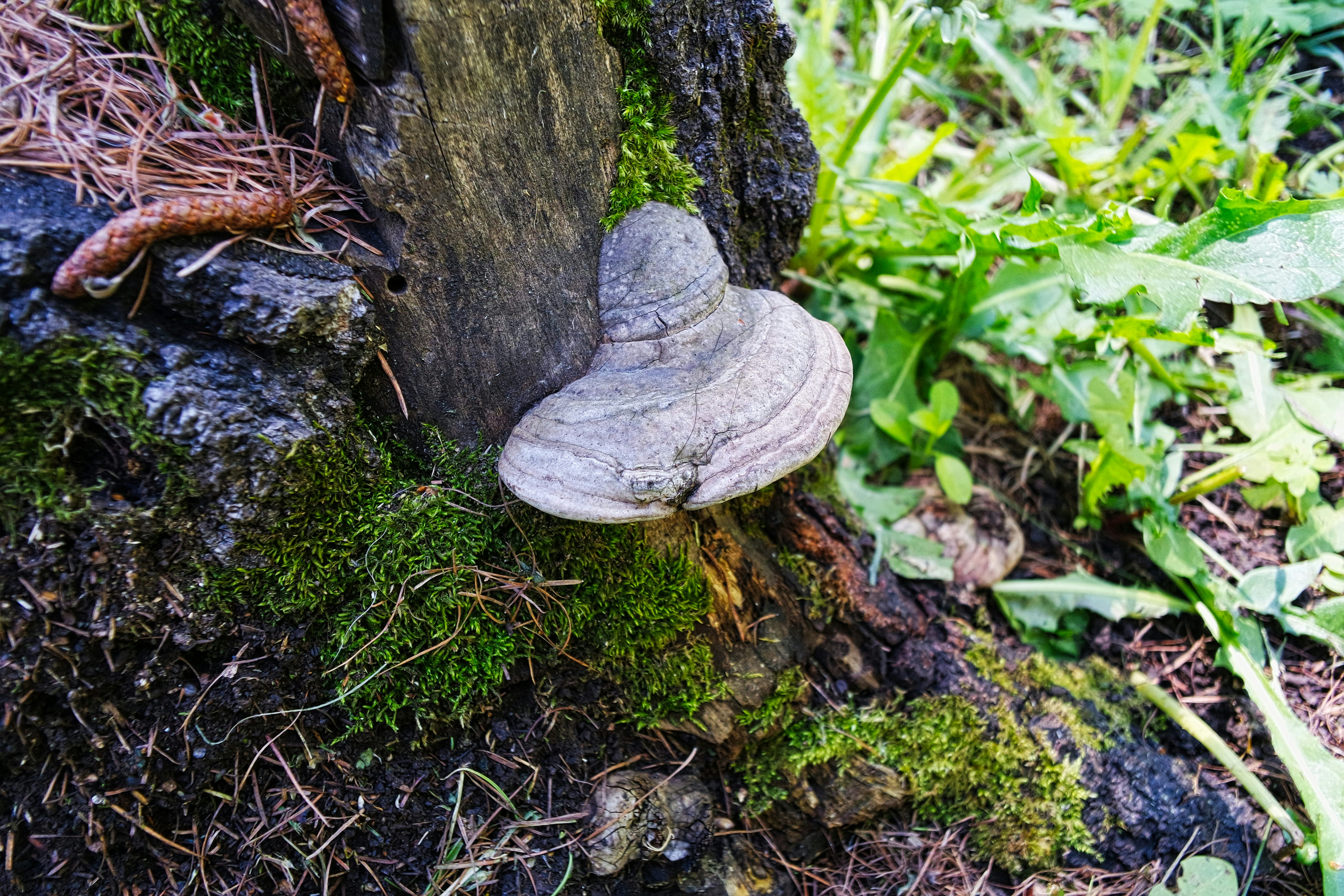 Selective photography of gray fungi photo – Free Fungus Image on Unsplash
