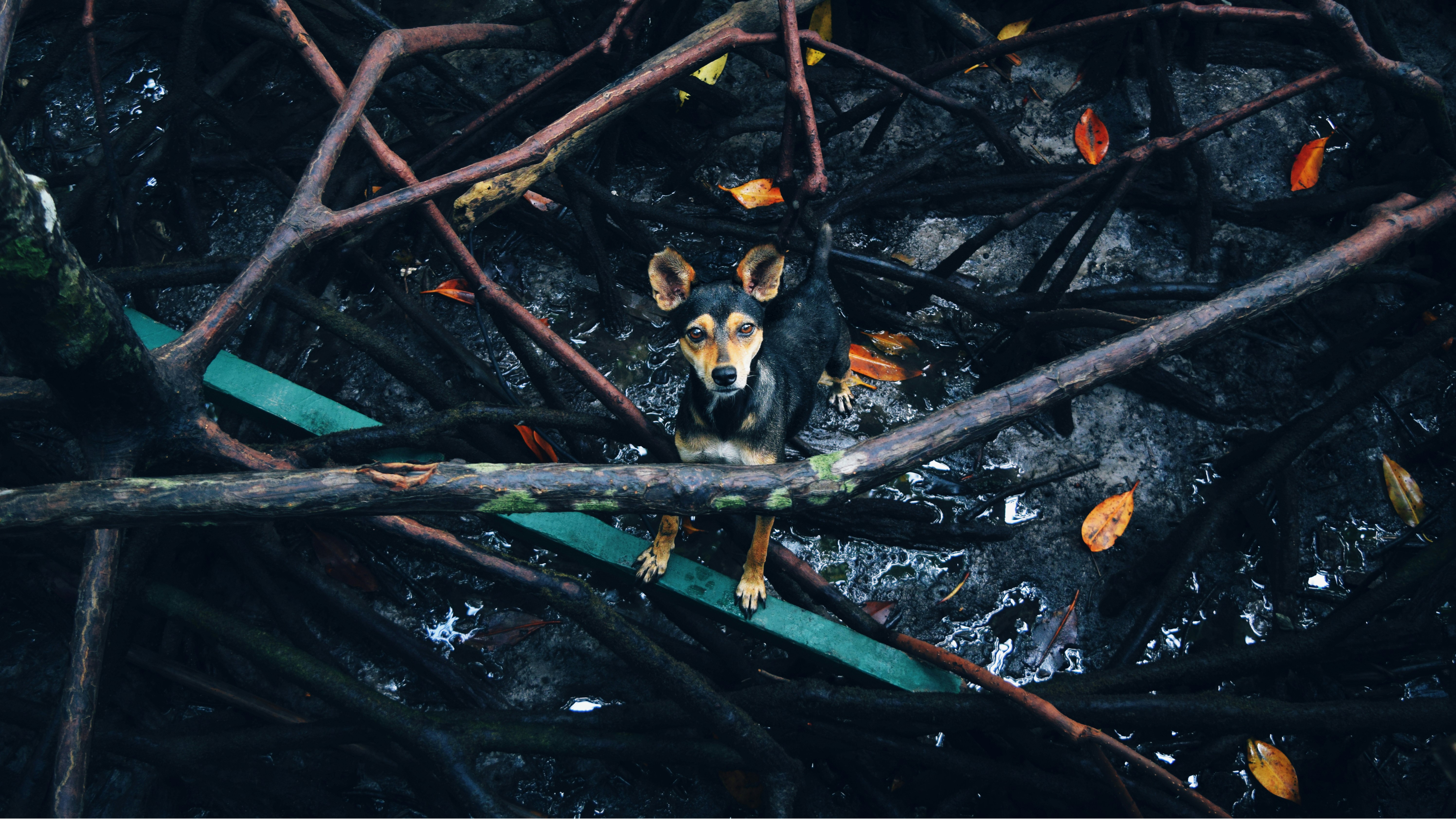 Dog perched on a submerged log surrounded by tangled roots and fallen leaves in a serene wetland environment.