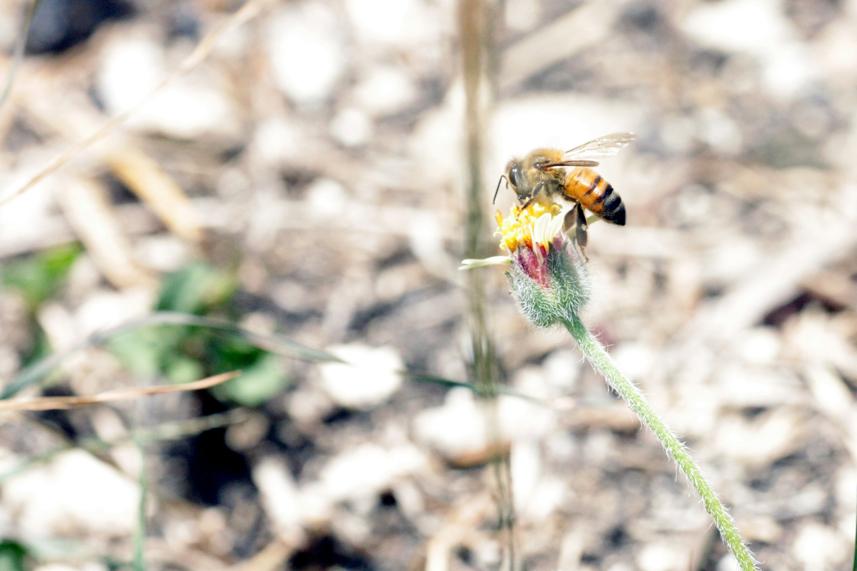Honey Bee collecting pollen