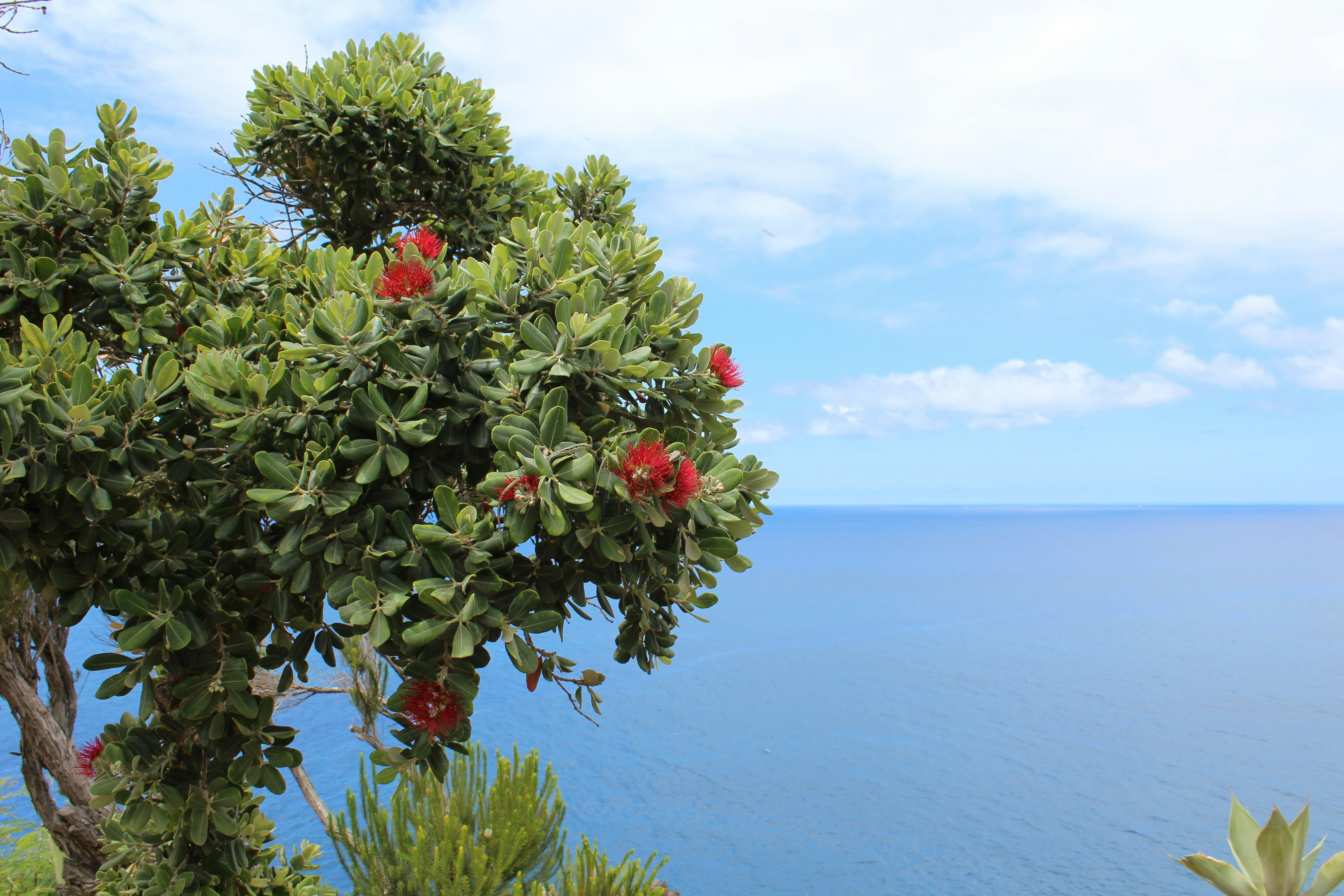 Crimson Blossoms Framing a Cliffside Seascape