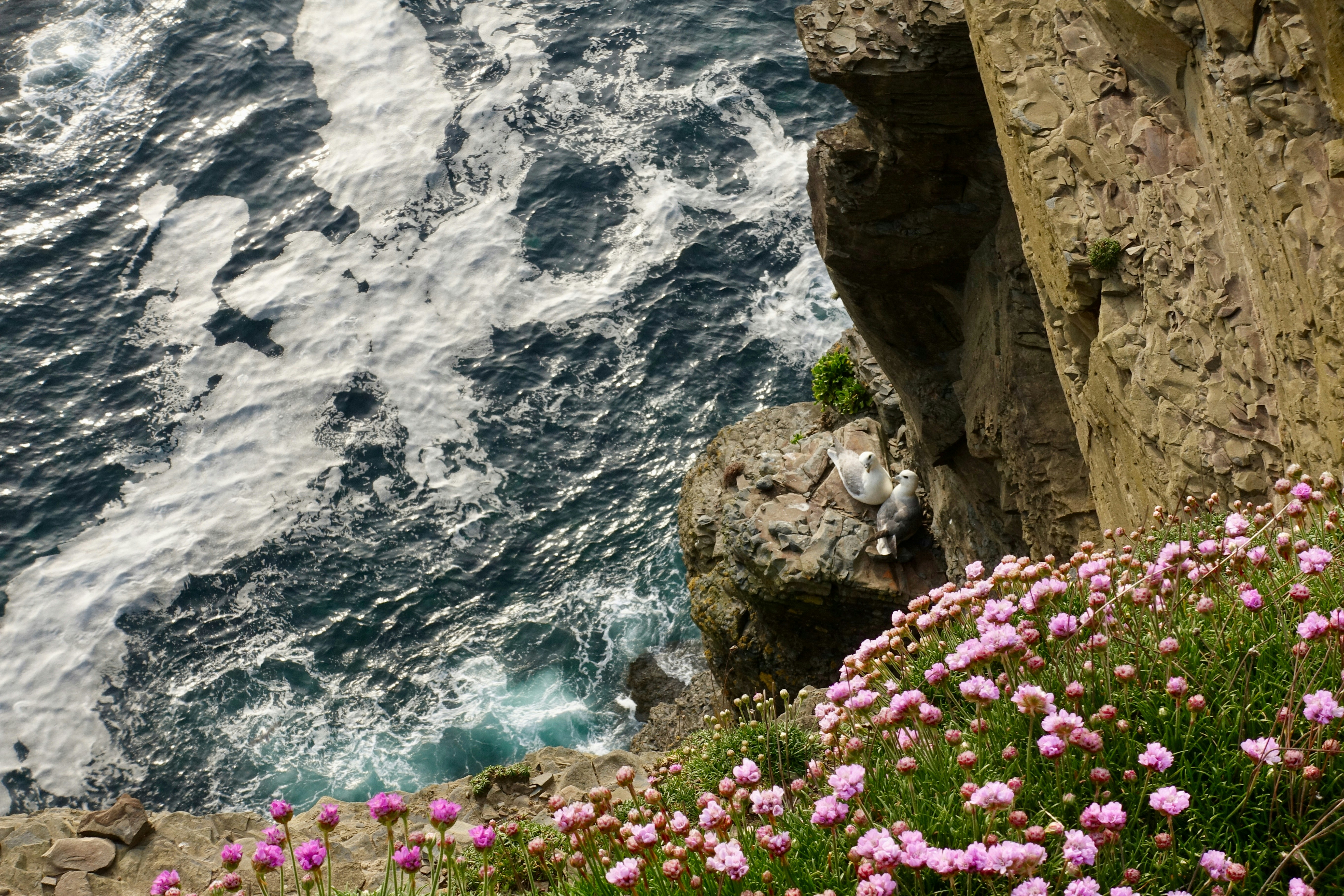 Cliffside Bloomscape: Pink Flowers Framing a Turbulent Sea