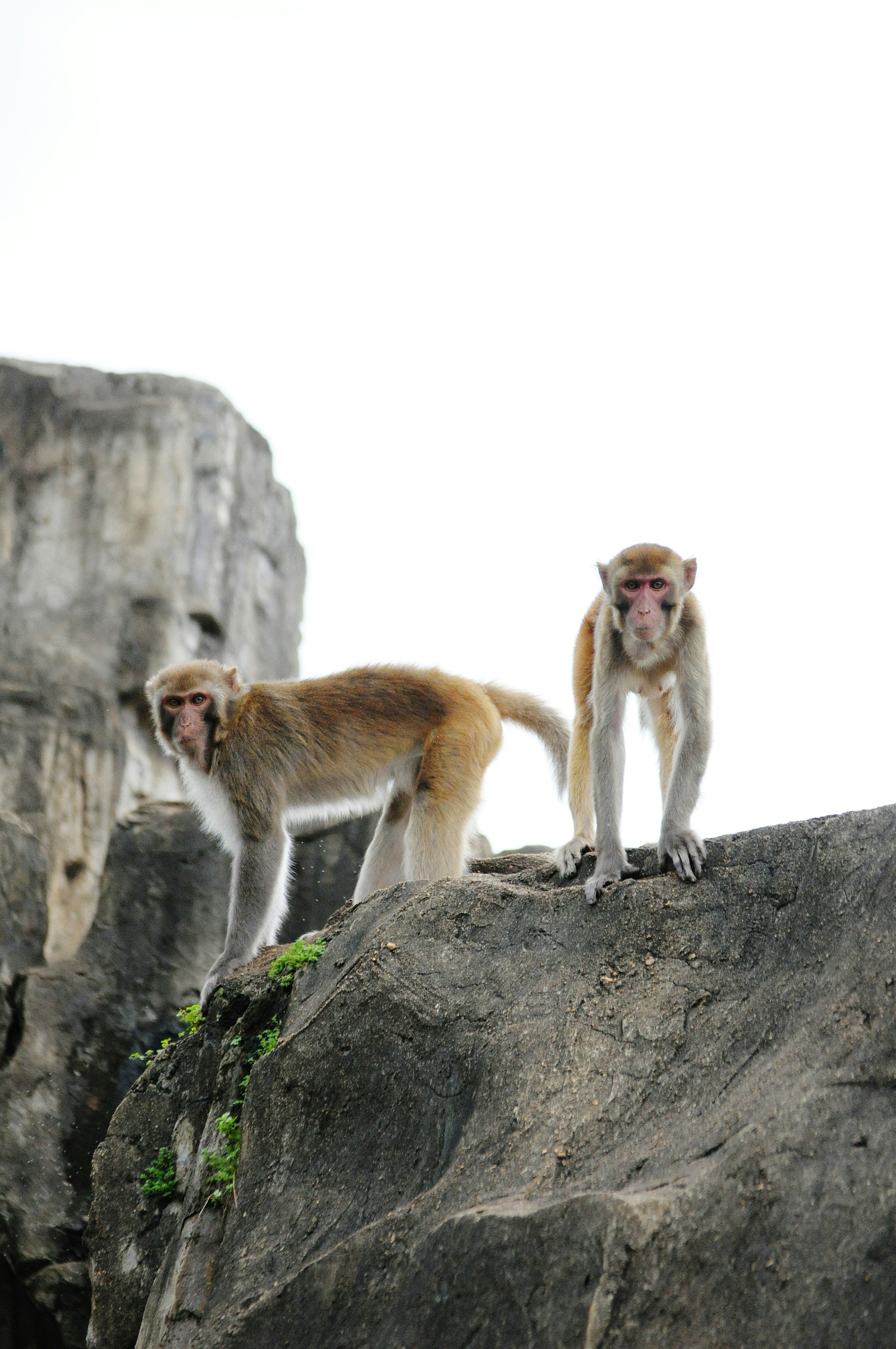 Two monkeys perched on a rocky outcrop, surveying their surroundings with curiosity.
