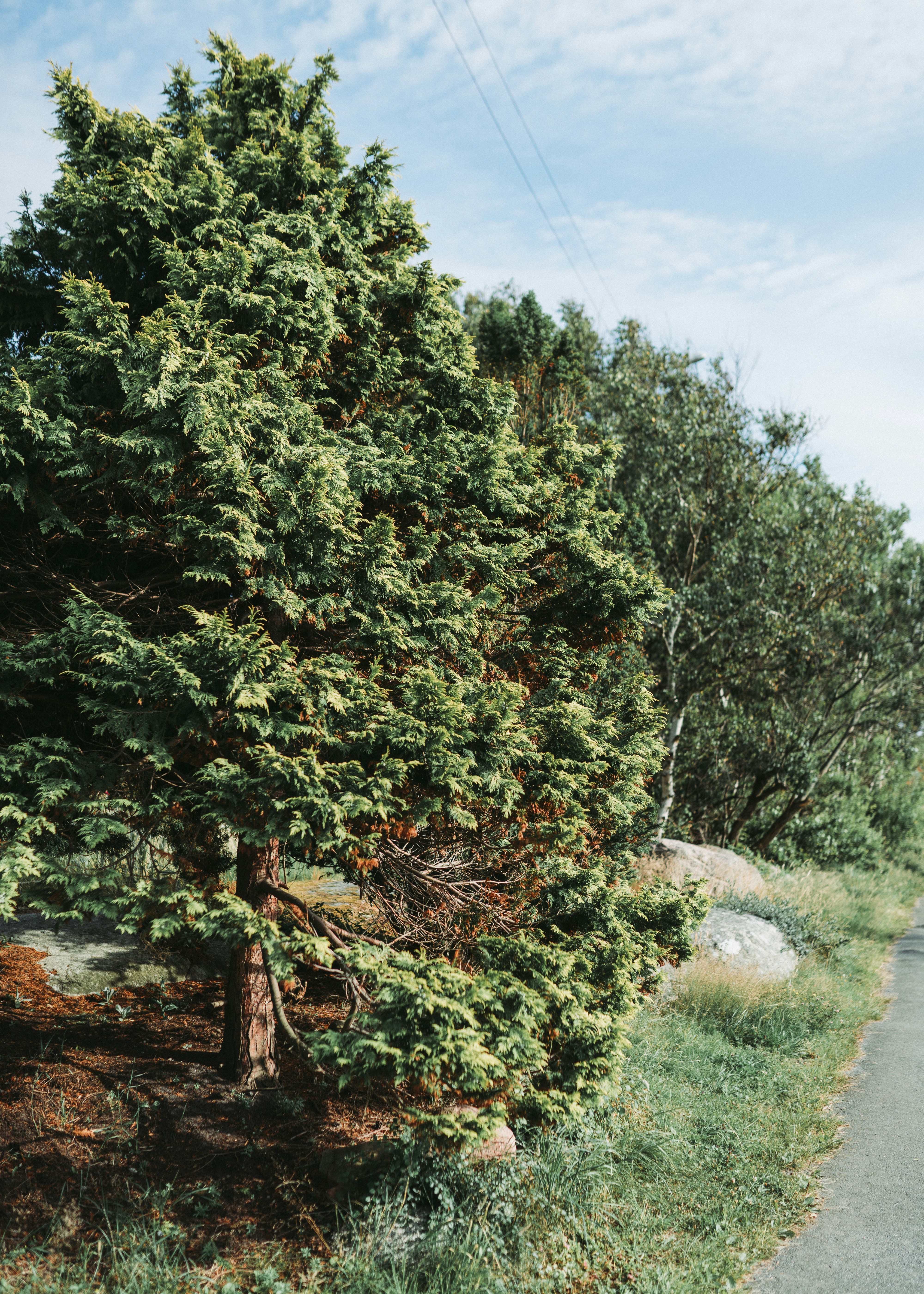 Cedar Crown Beside a Sunlit Trail