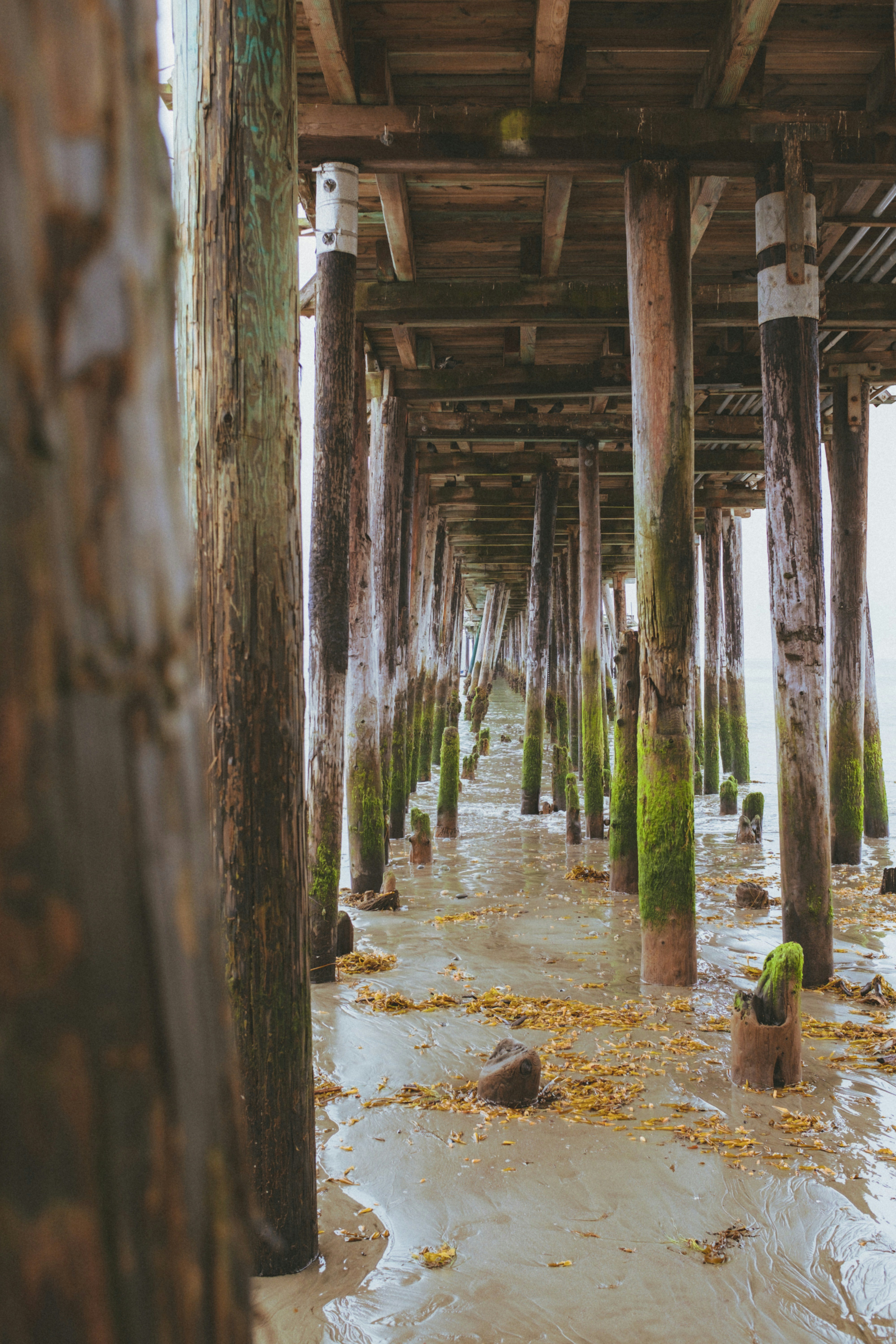 Moss-Threaded Colonnade Beneath a Weathered Pier