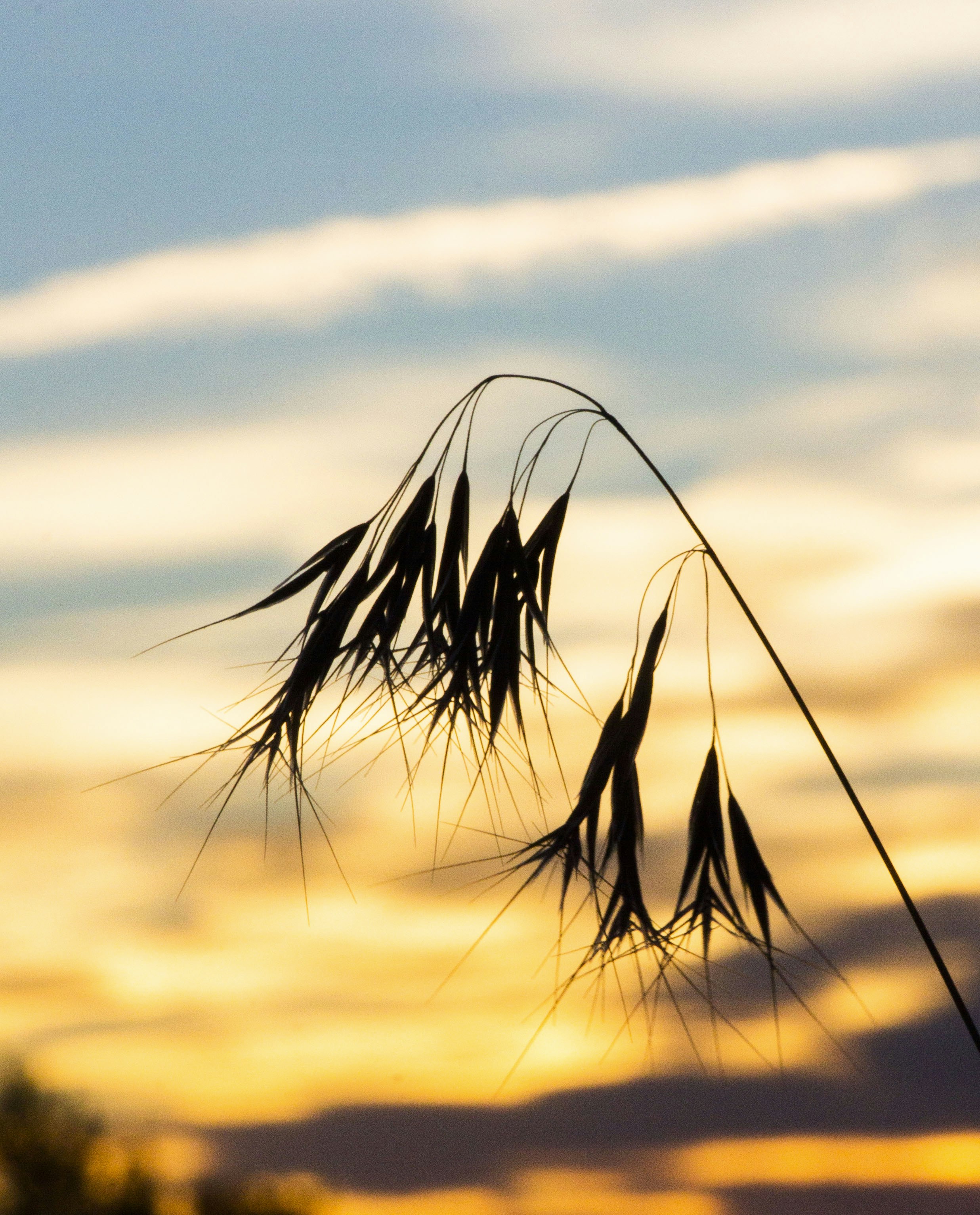 Leaf during golden hour photo – Free Plant Image on Unsplash
