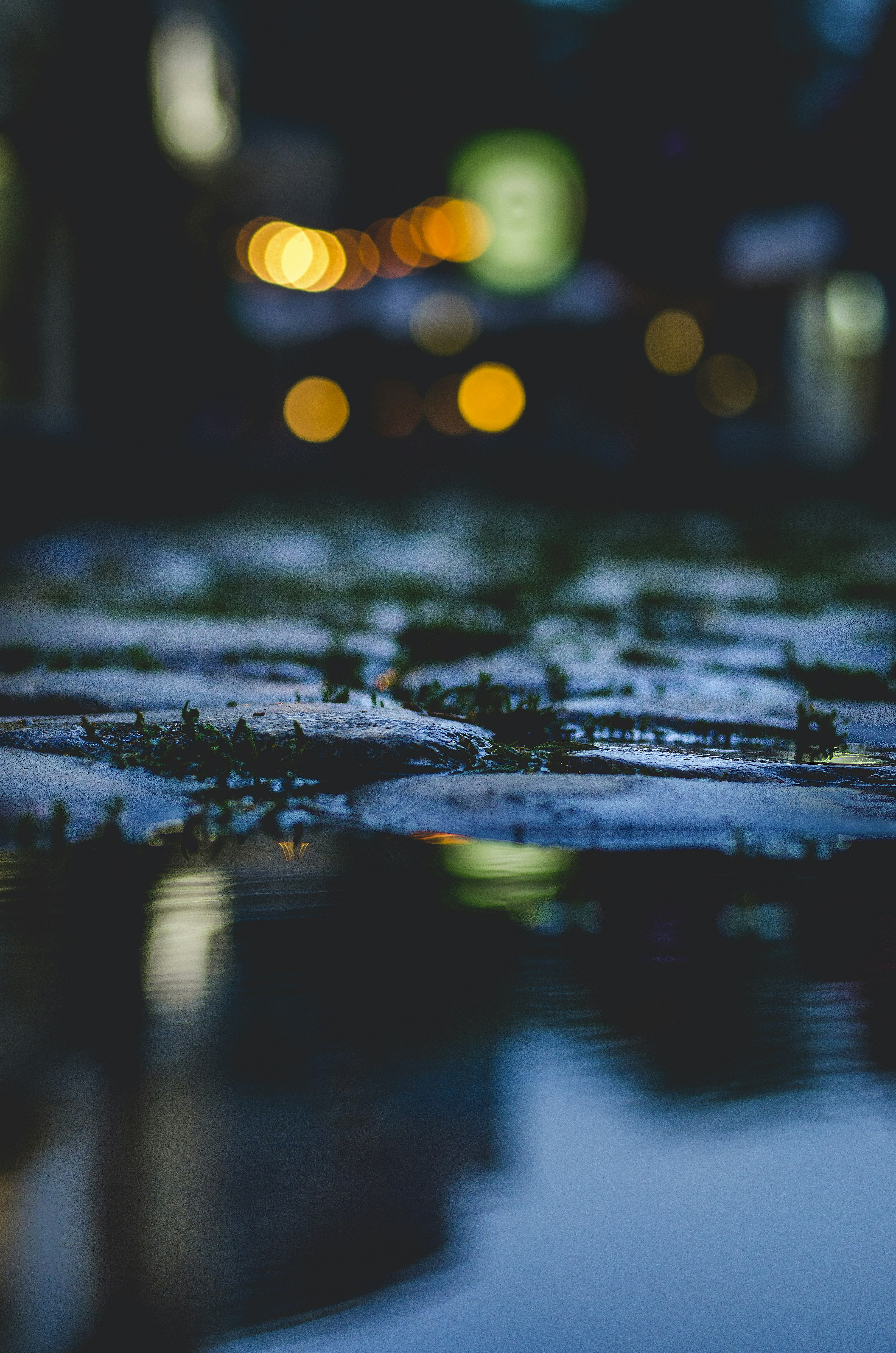 Water drops photo – Free Flower Image on Unsplash