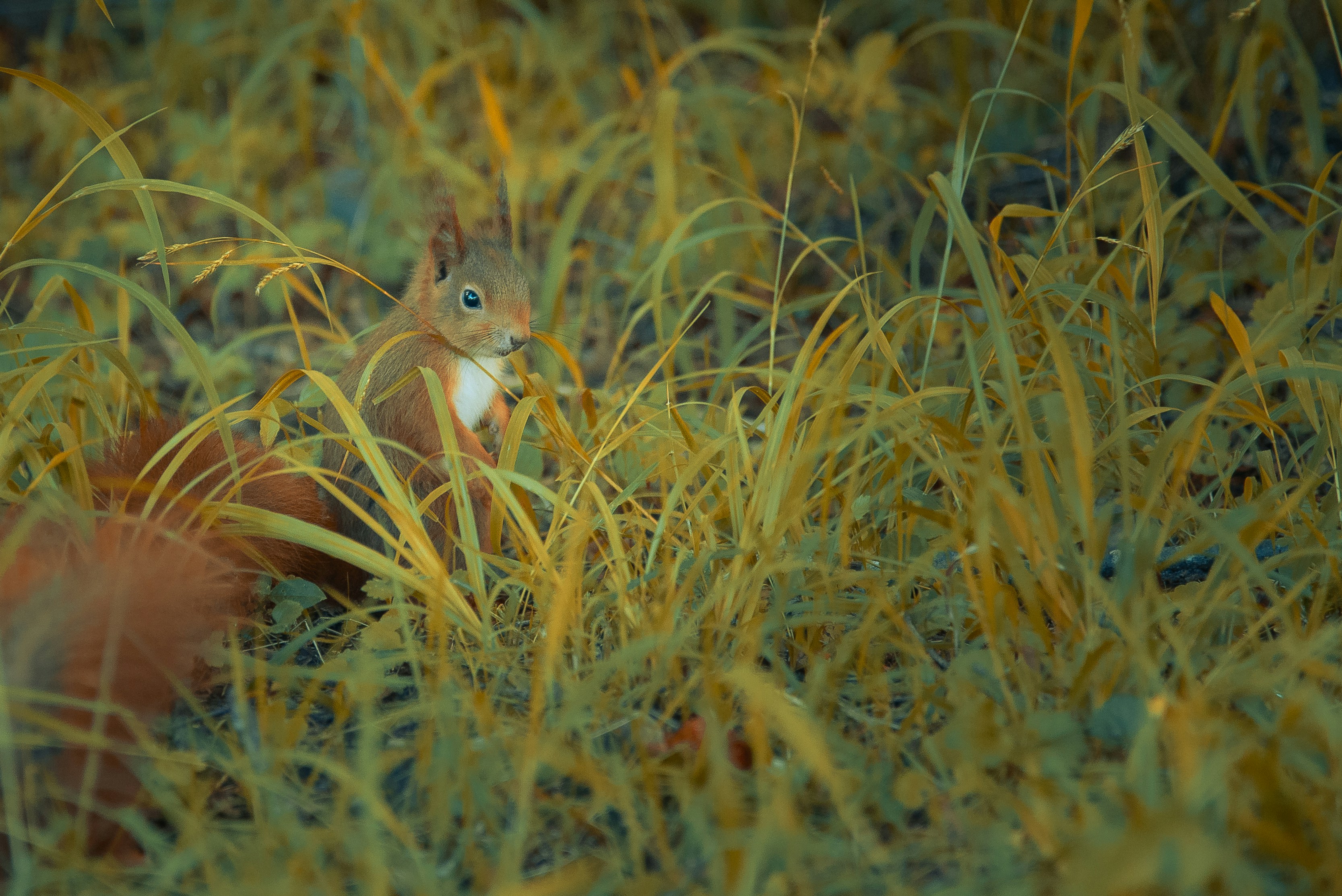 Hidden Red Squirrel Amid Autumn Grass