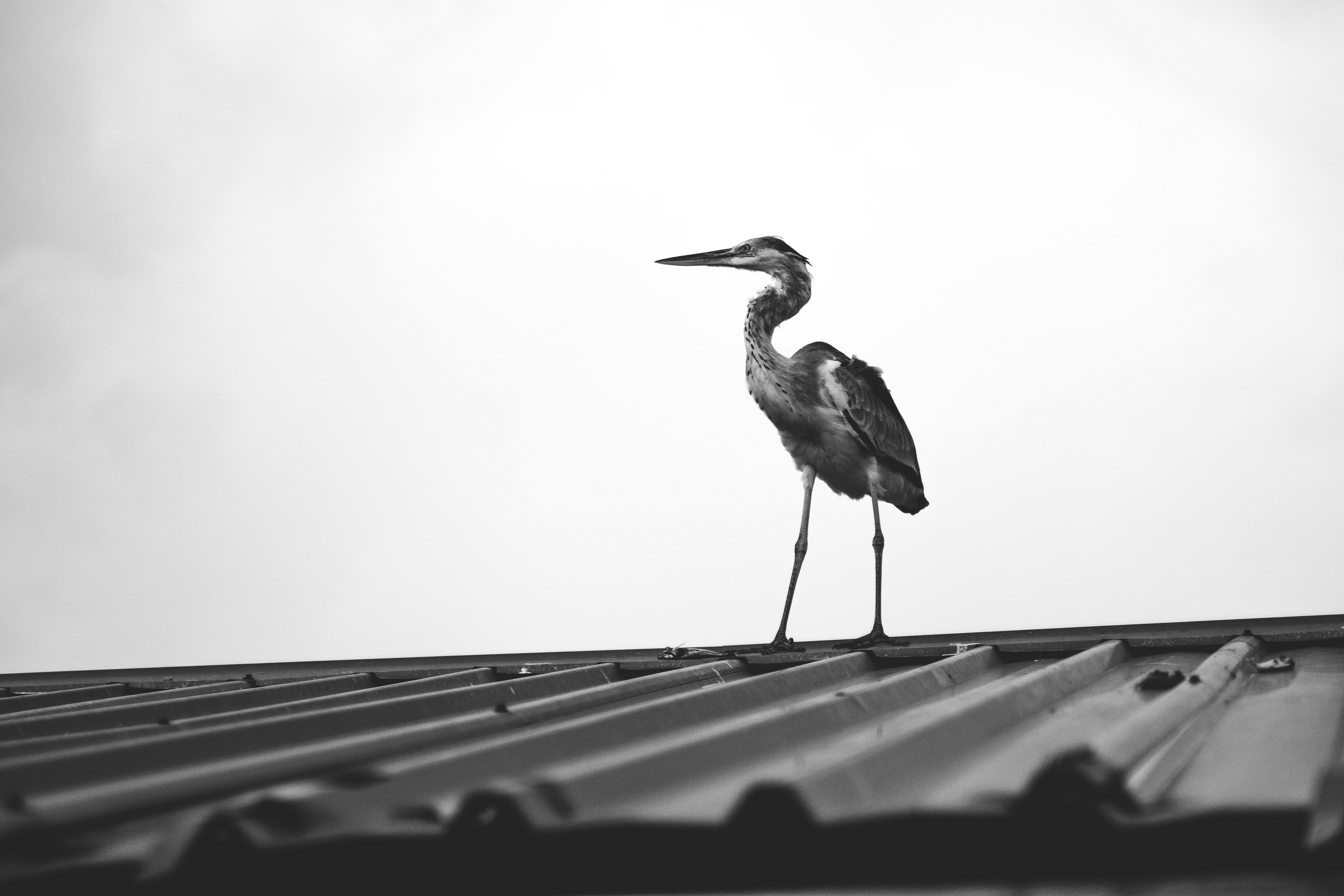 Solitary Heron on a Corrugated Roof at Dusk