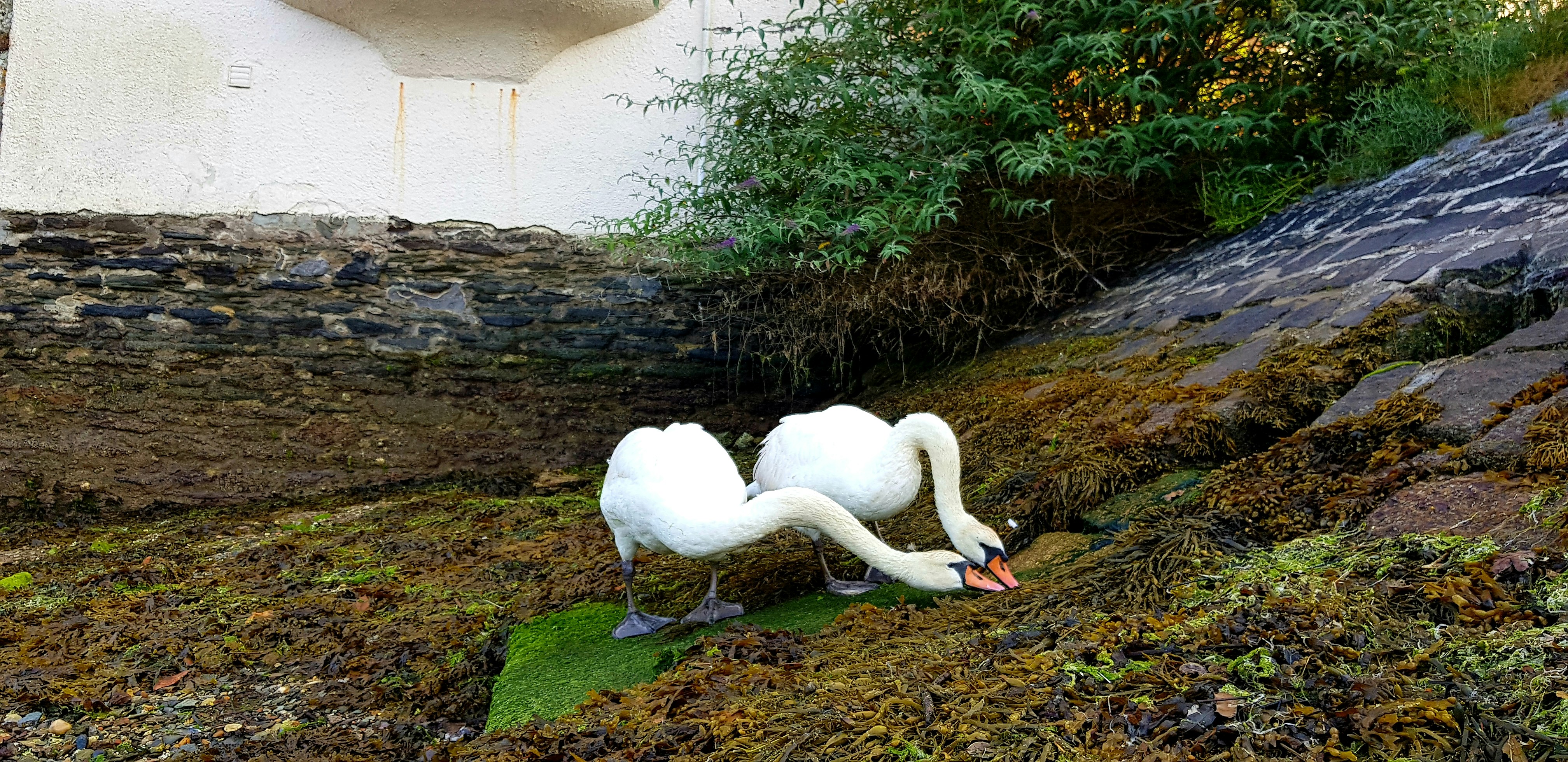 Sample photo from Samsung Galaxy S8 Plus