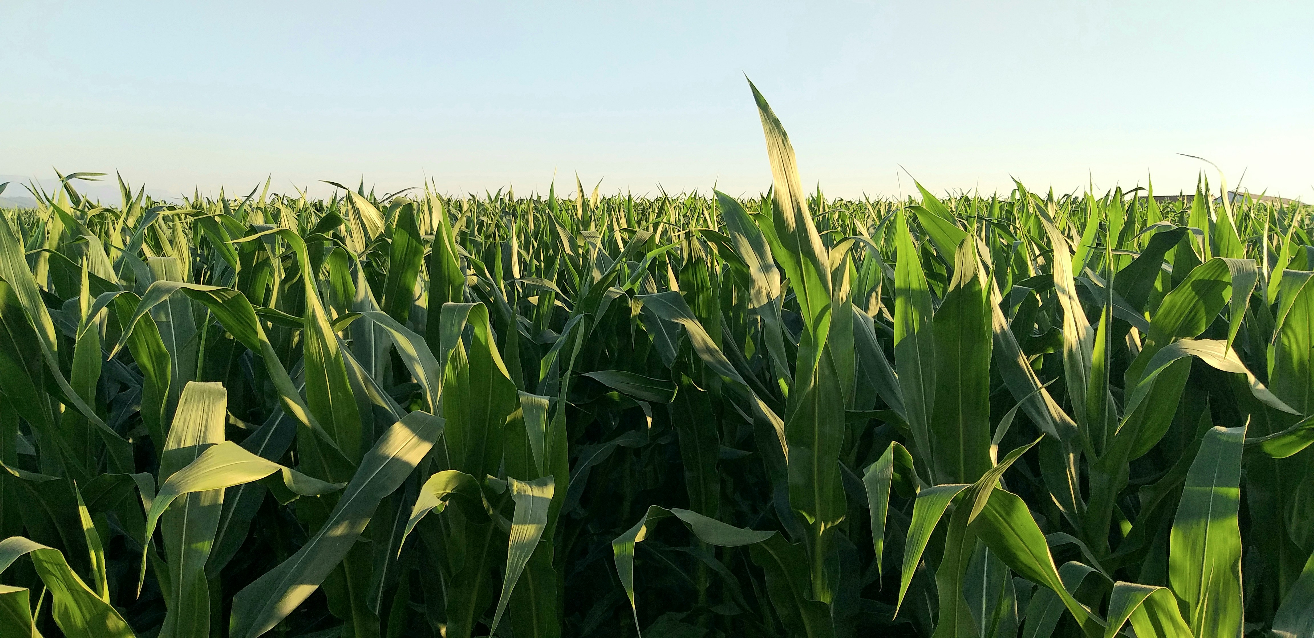 Lush green corn stalks sway gently under a clear sky, showcasing the beauty of agricultural landscapes.