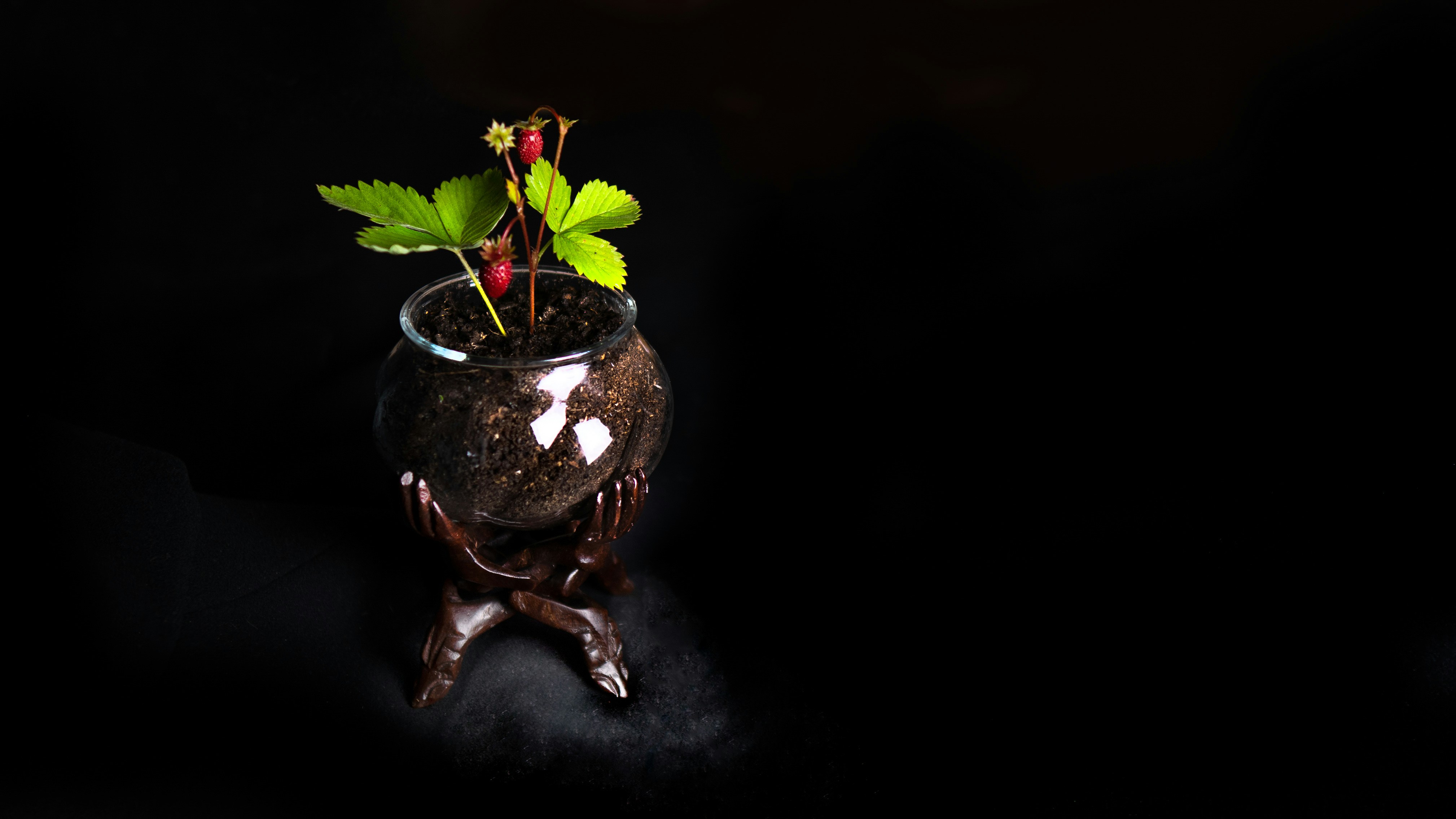 Littlest Garden on Velvet Black