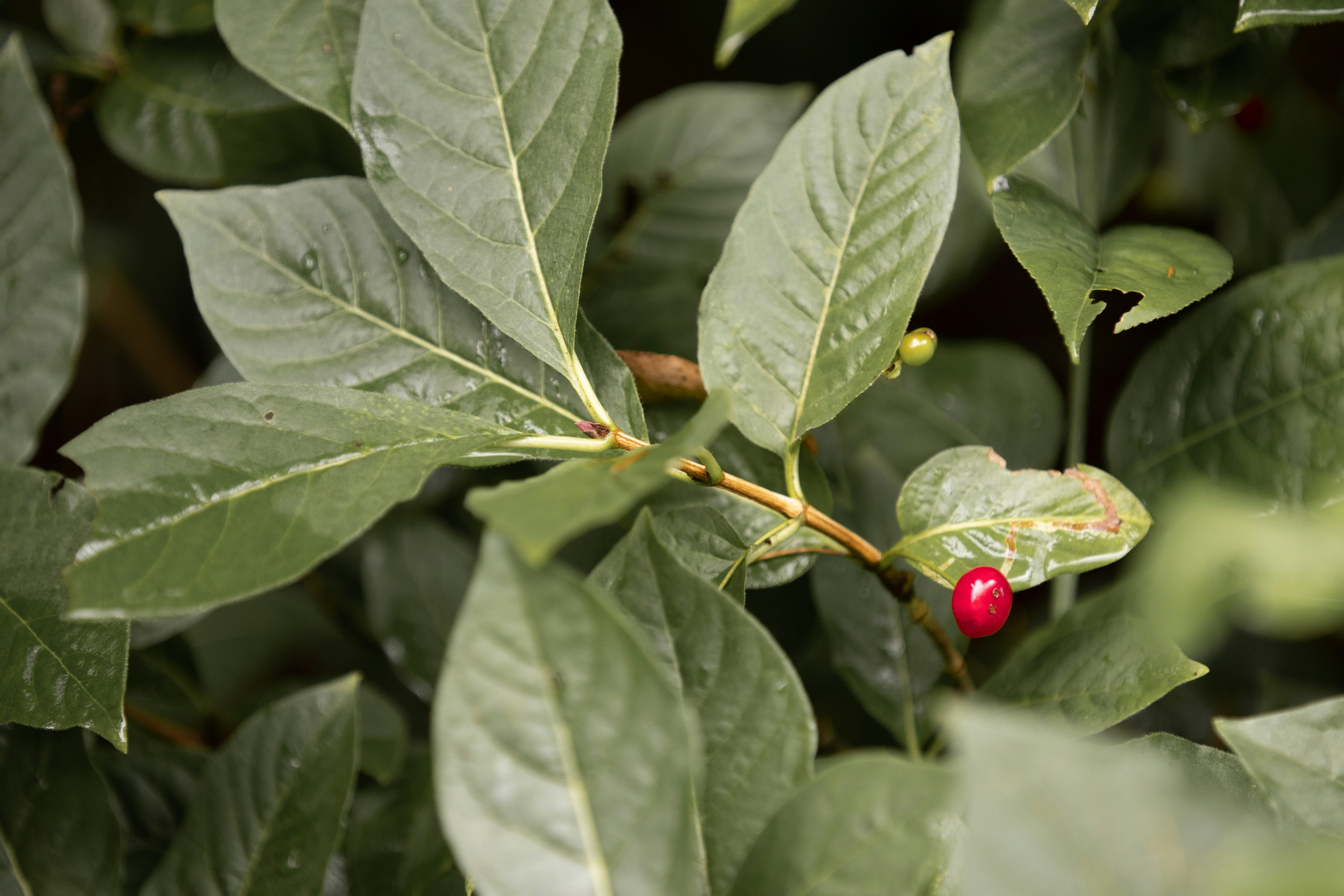 Close-up view of green leaves with red and green berries nestled among them. The composition highlights the intricate details of the foliage and fruits.