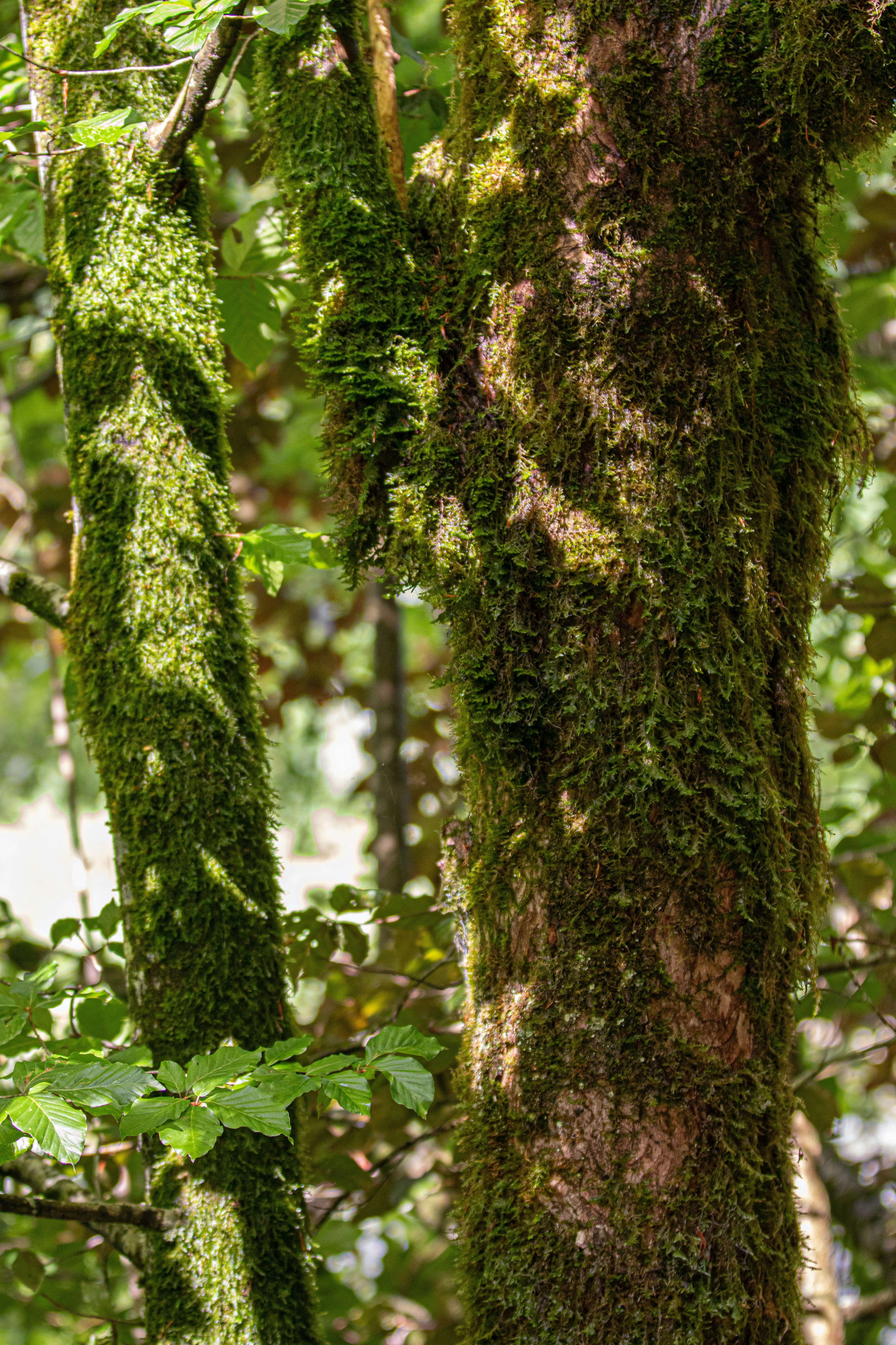 Lush green moss envelops tree trunks in a serene forest setting, highlighting the intricate textures and natural beauty. Sunlight filters through the leaves, casting gentle shadows.