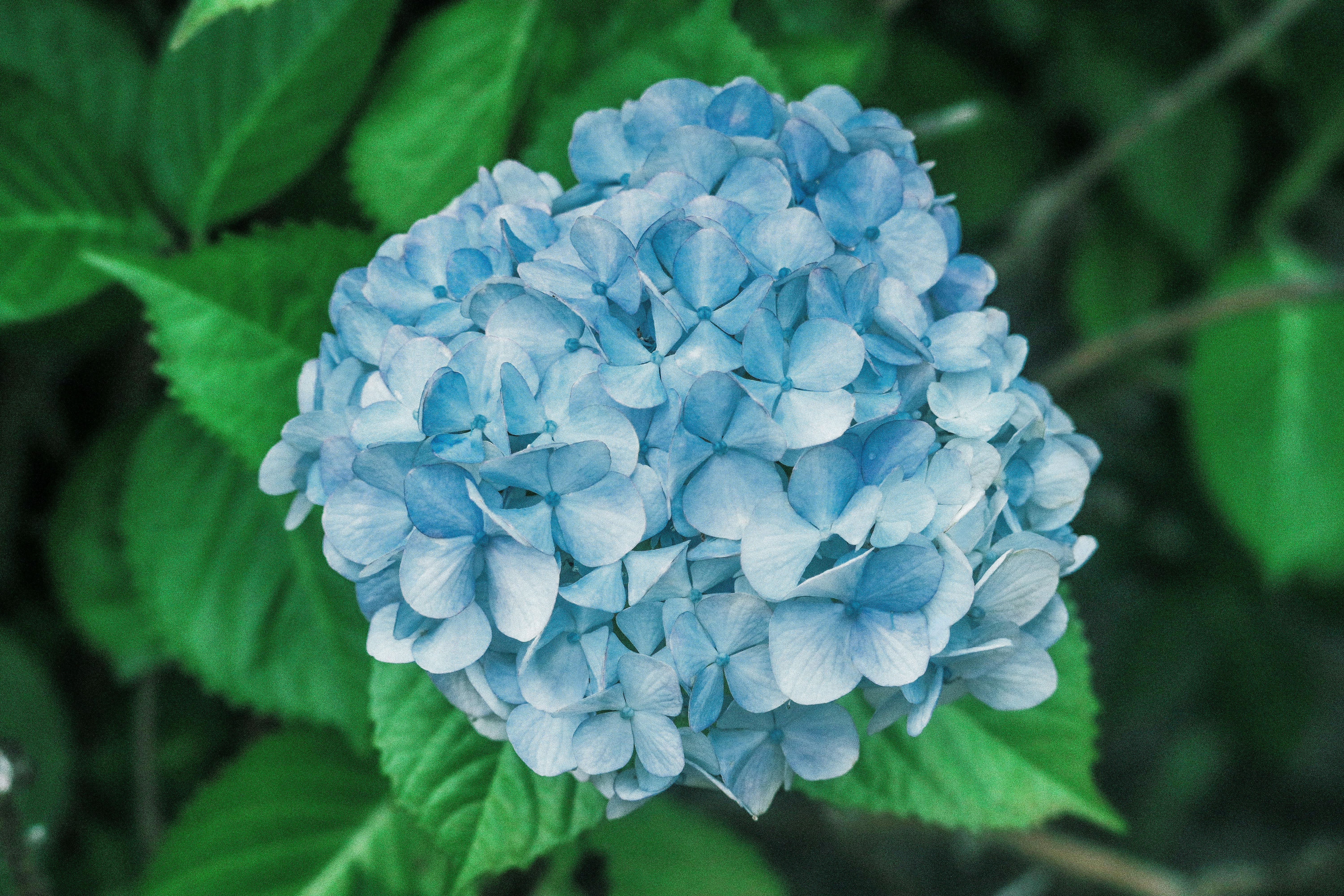 Azure Hydrangea Bloom Softly Framed by Verdant Leaves