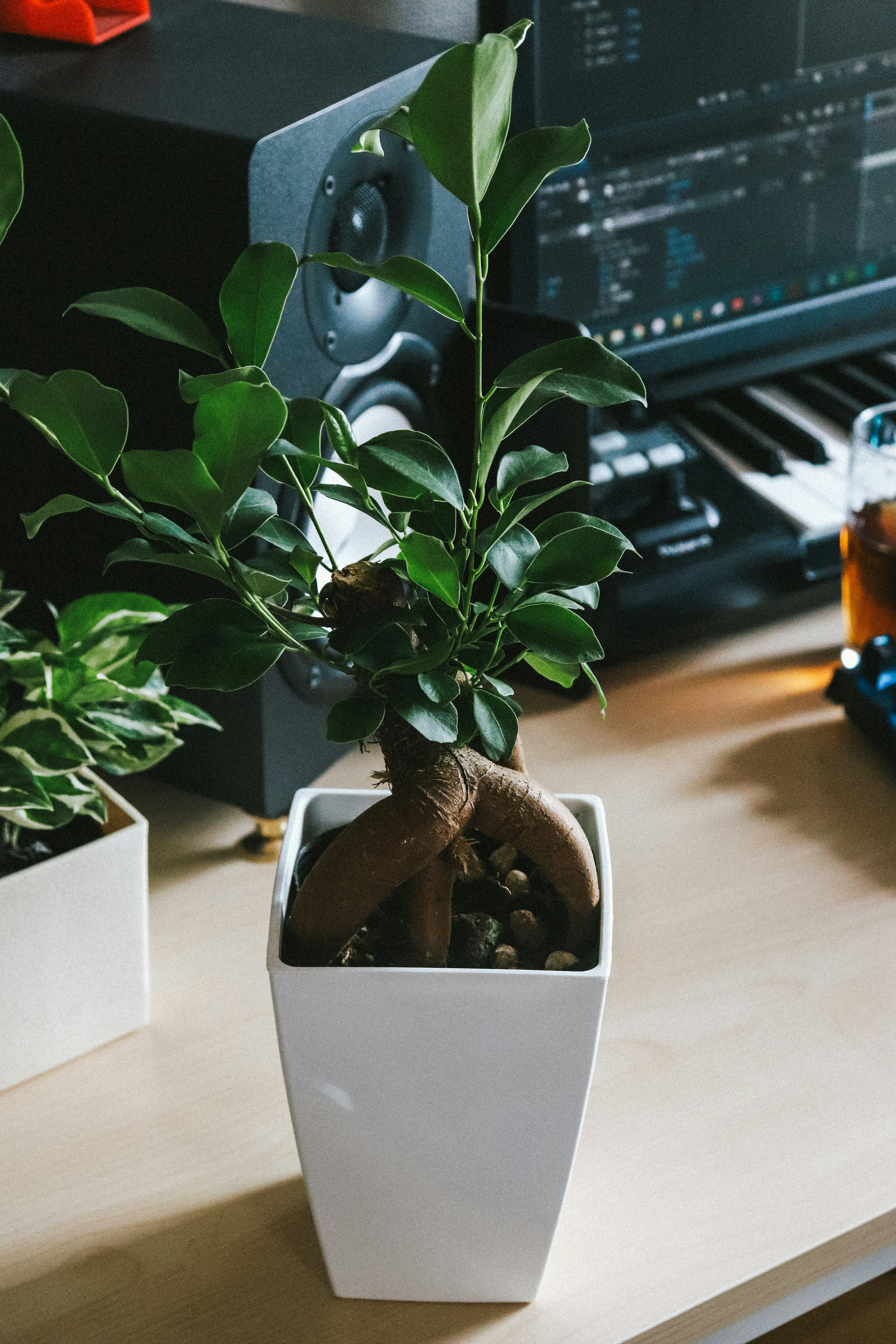 Desk Bonsai in the Studio: A Quiet Green Pivot Between Sound and Light
