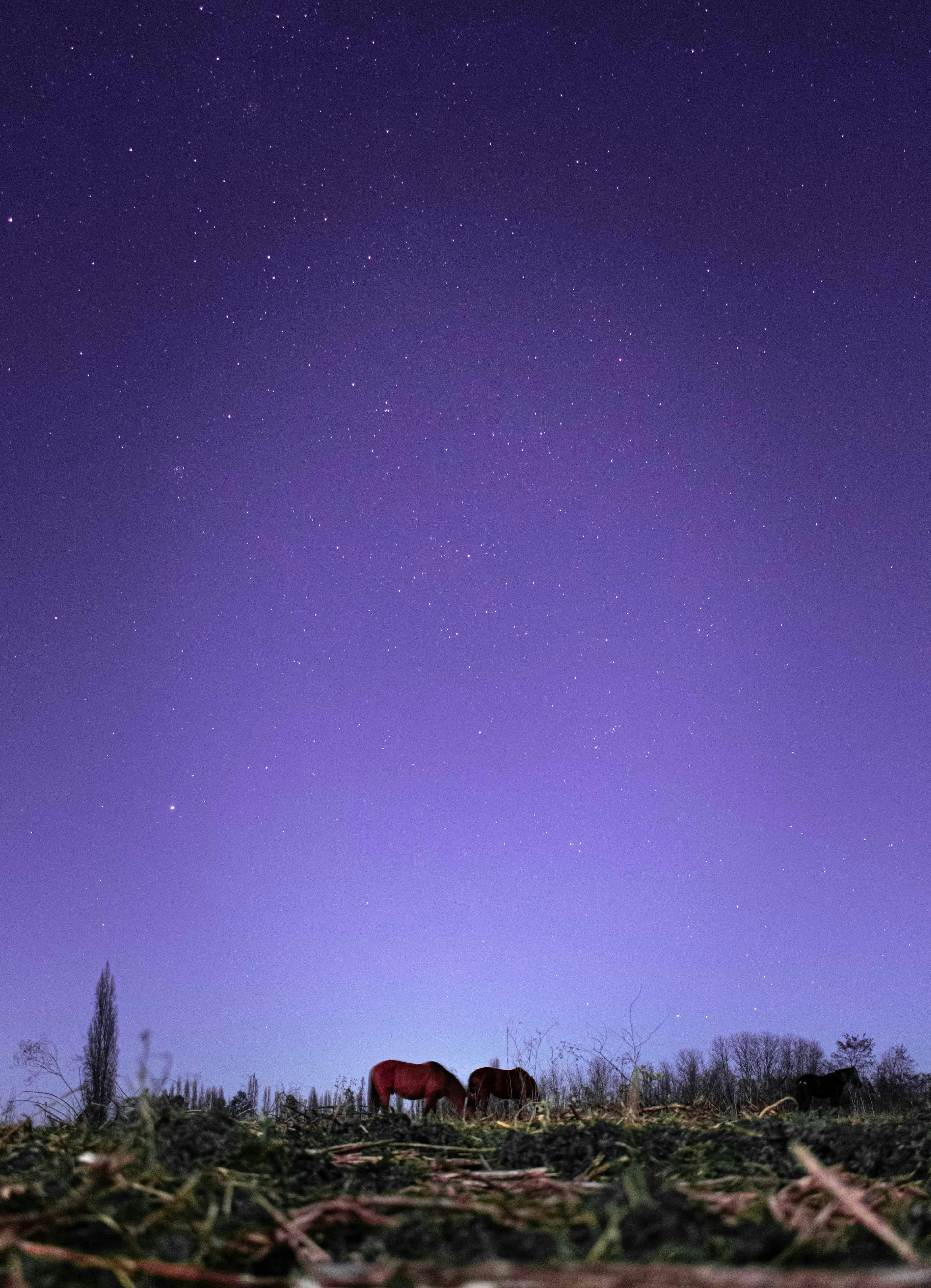 Midnight Pasture: Horses Beneath a Purple Galaxy
