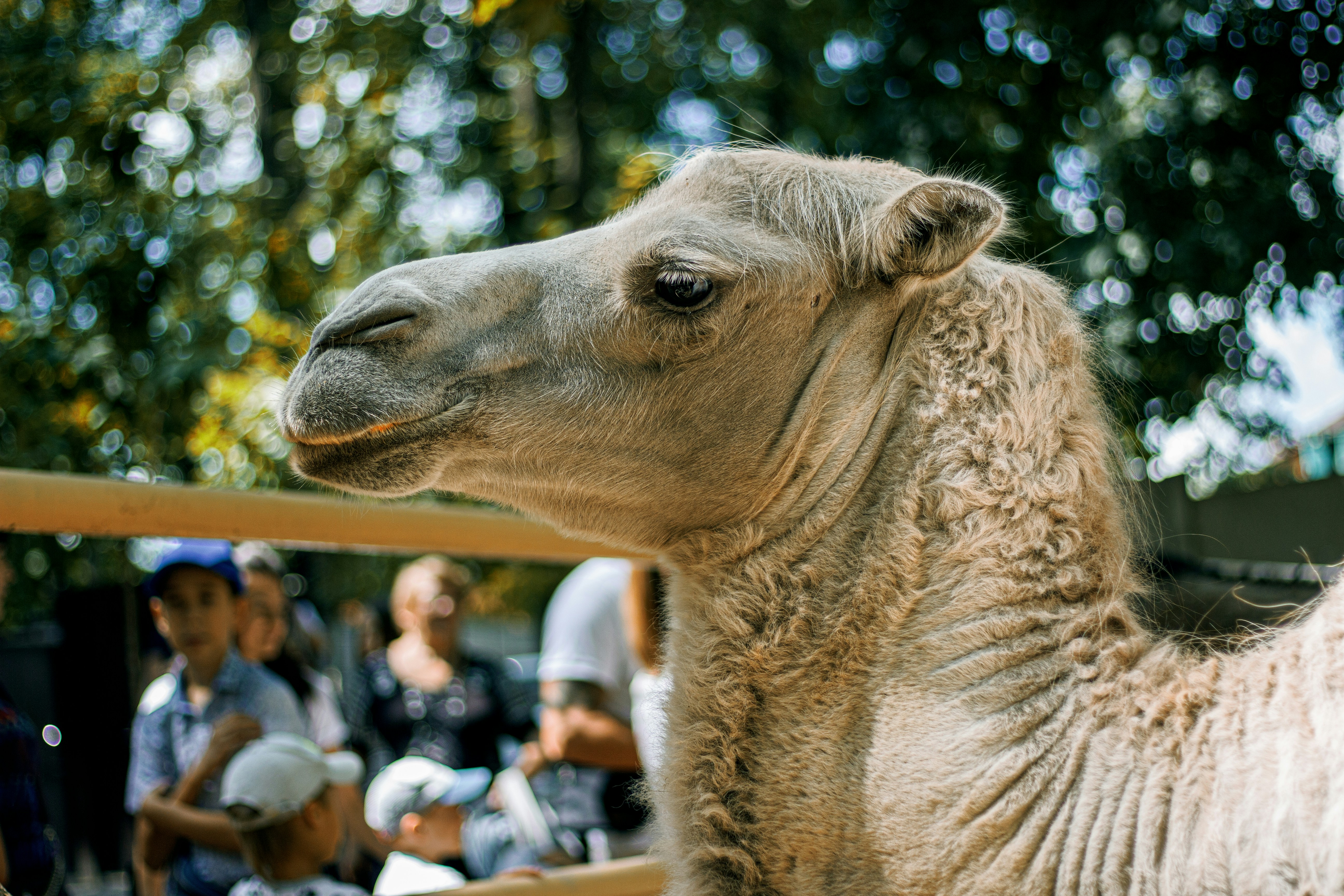 Sunlit Close-Up: A Camel’s Portrait at a Bustling Outdoor Exhibit