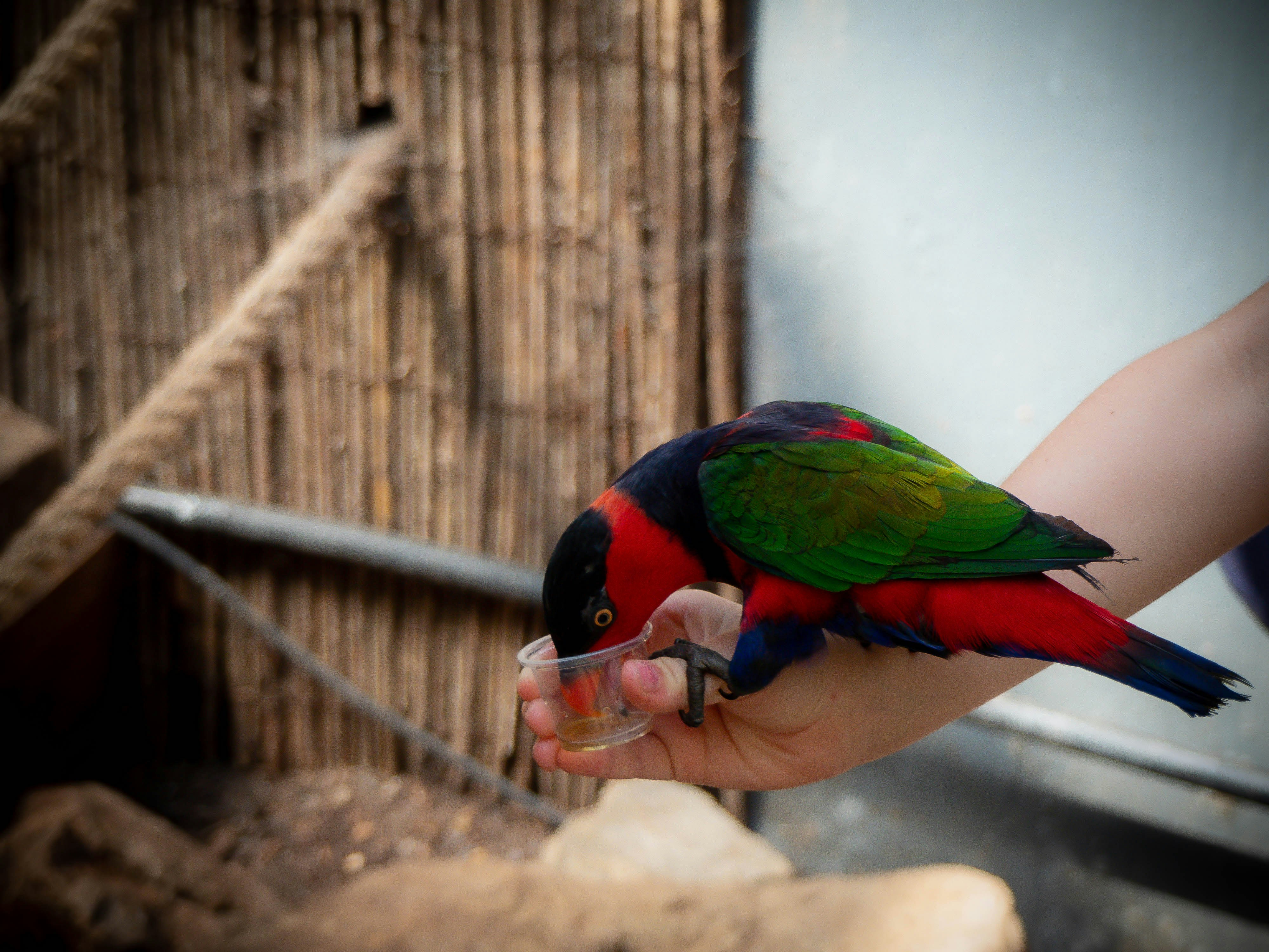 Vibrant parrot perched on a hand, reaching for a small cup of food in a naturalistic setting. The contrast of colors showcases the bird's plumage beautifully.